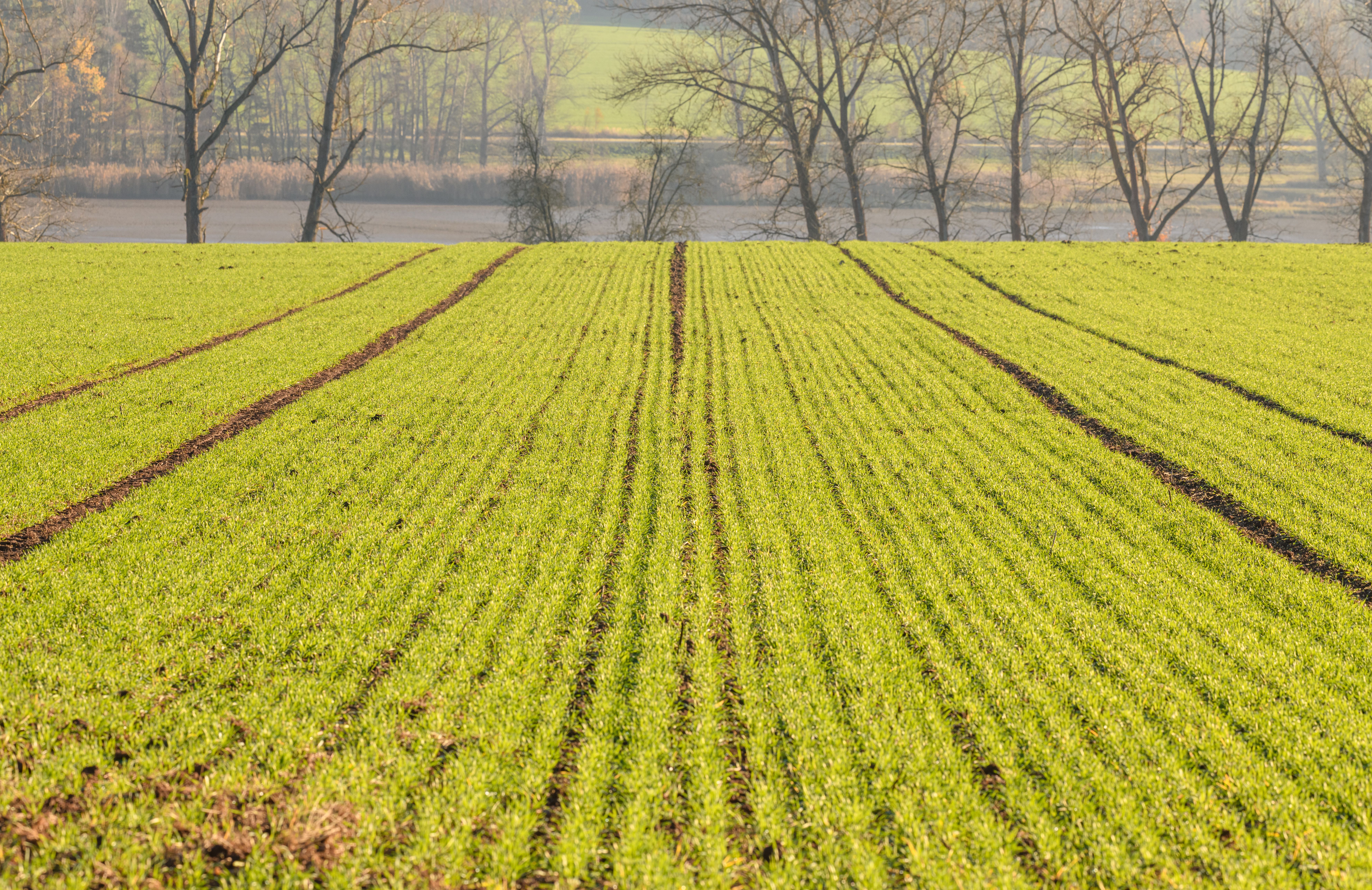 Field by River · Free Stock Photo