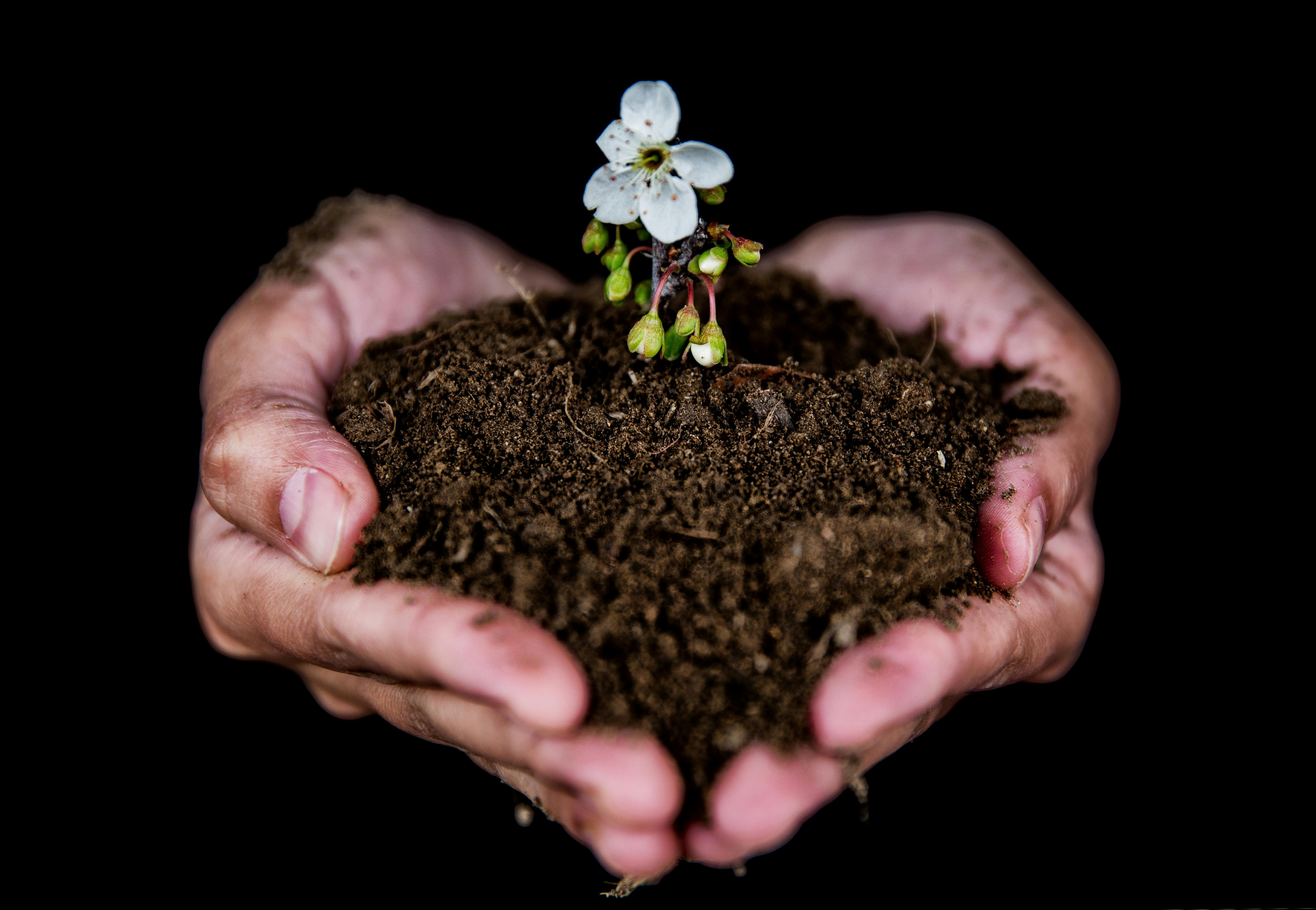 Holding a Handful of Soil with a Blooming Flower · Free Stock Photo