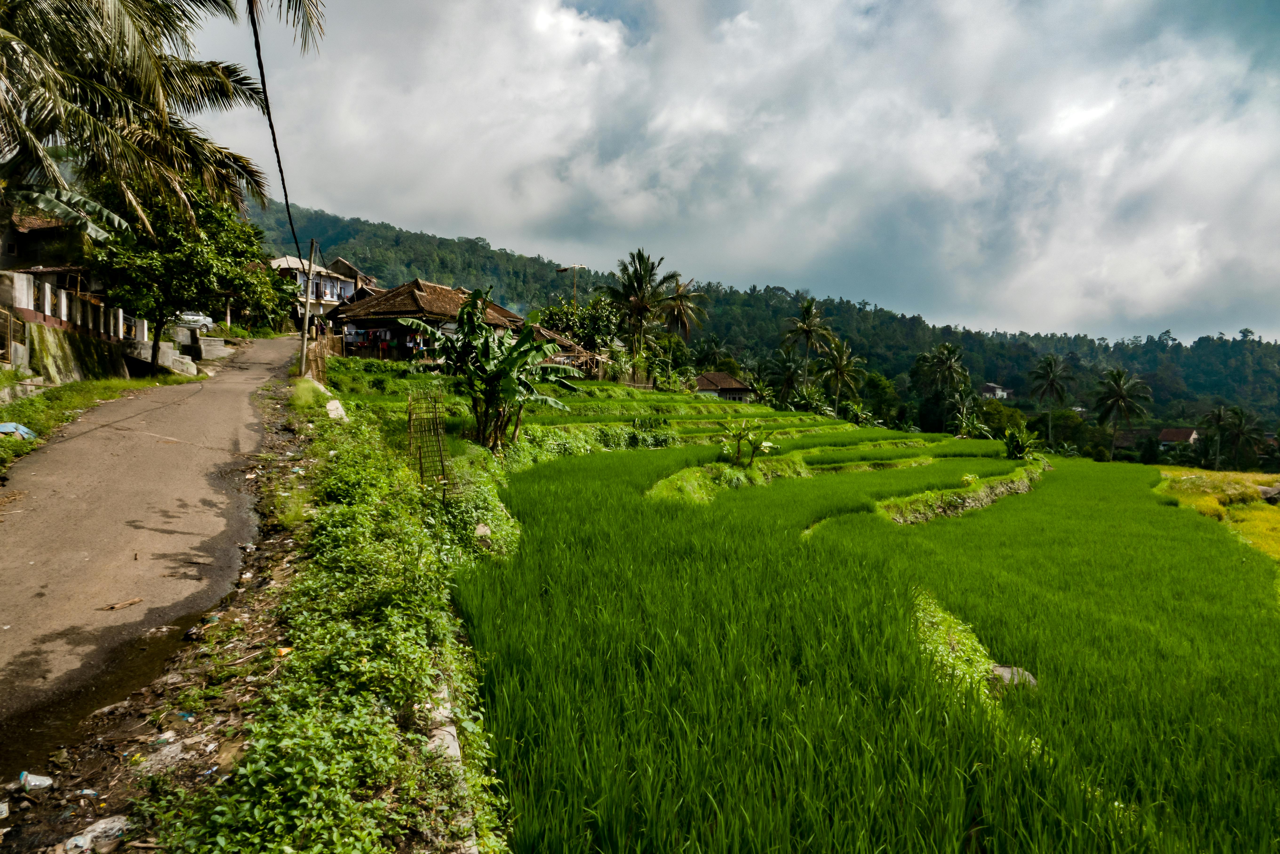 View of Rice Fields · Free Stock Photo