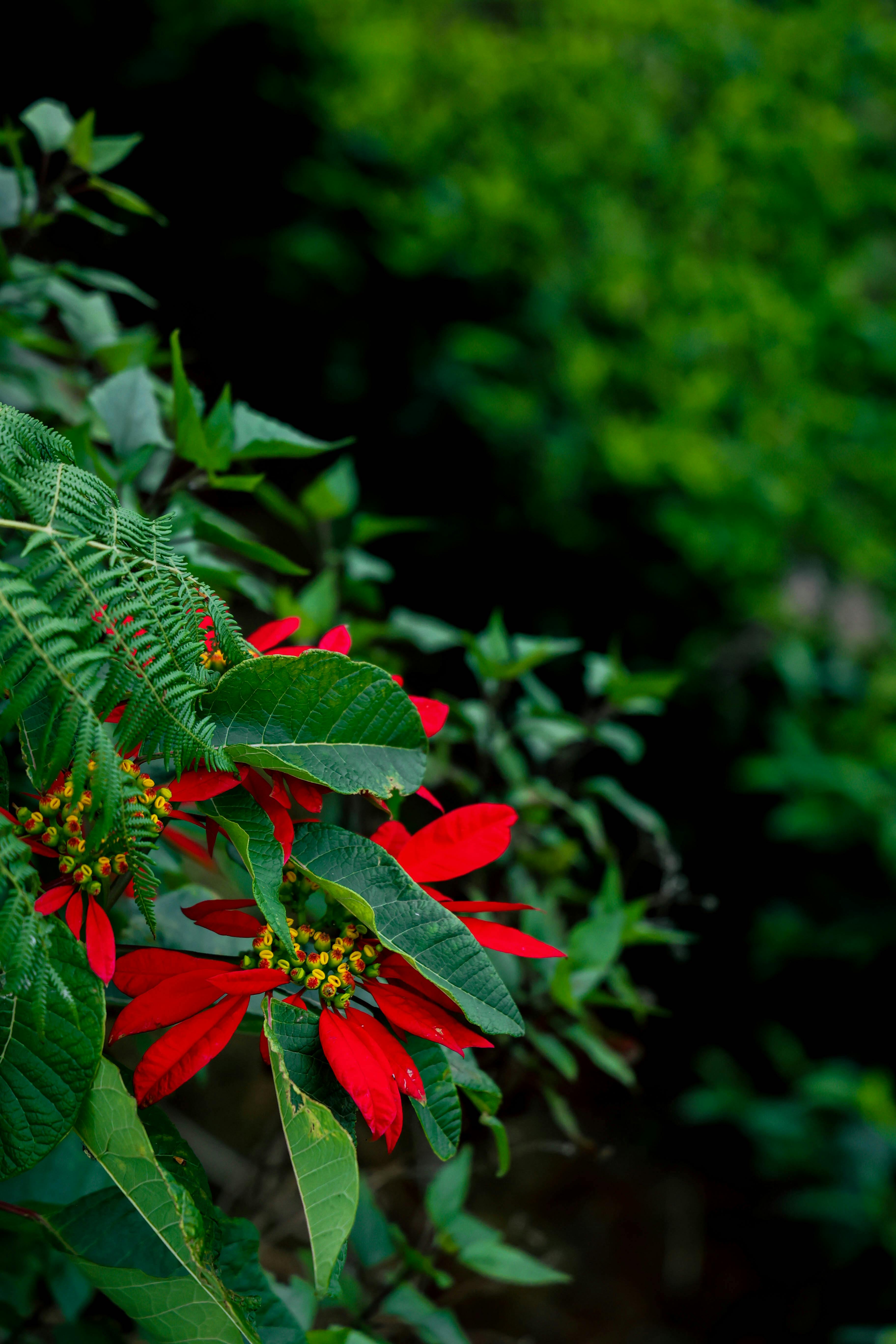 Australian Bush Photos, Download The BEST Free Australian Bush Stock ...