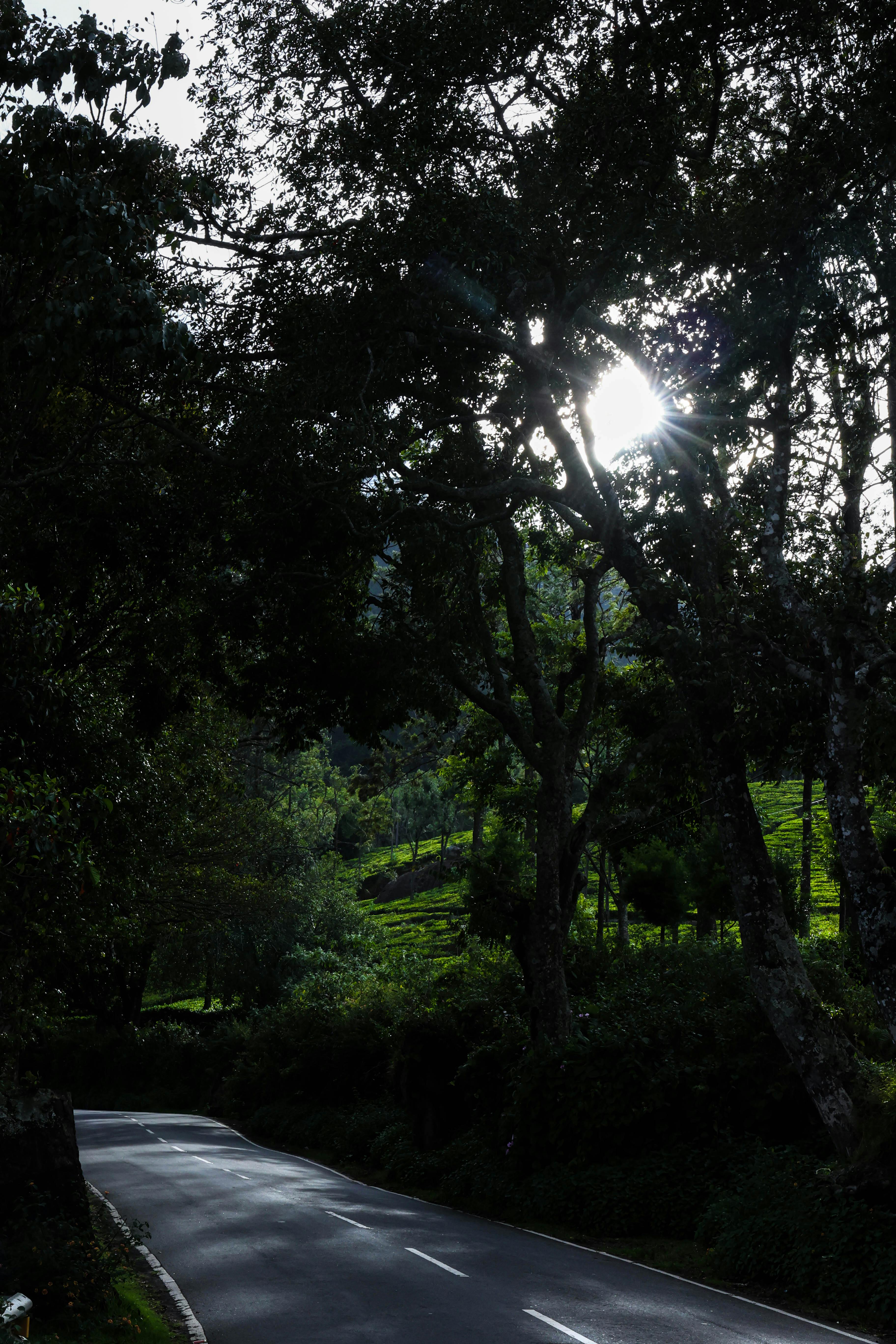 Trees around Road · Free Stock Photo