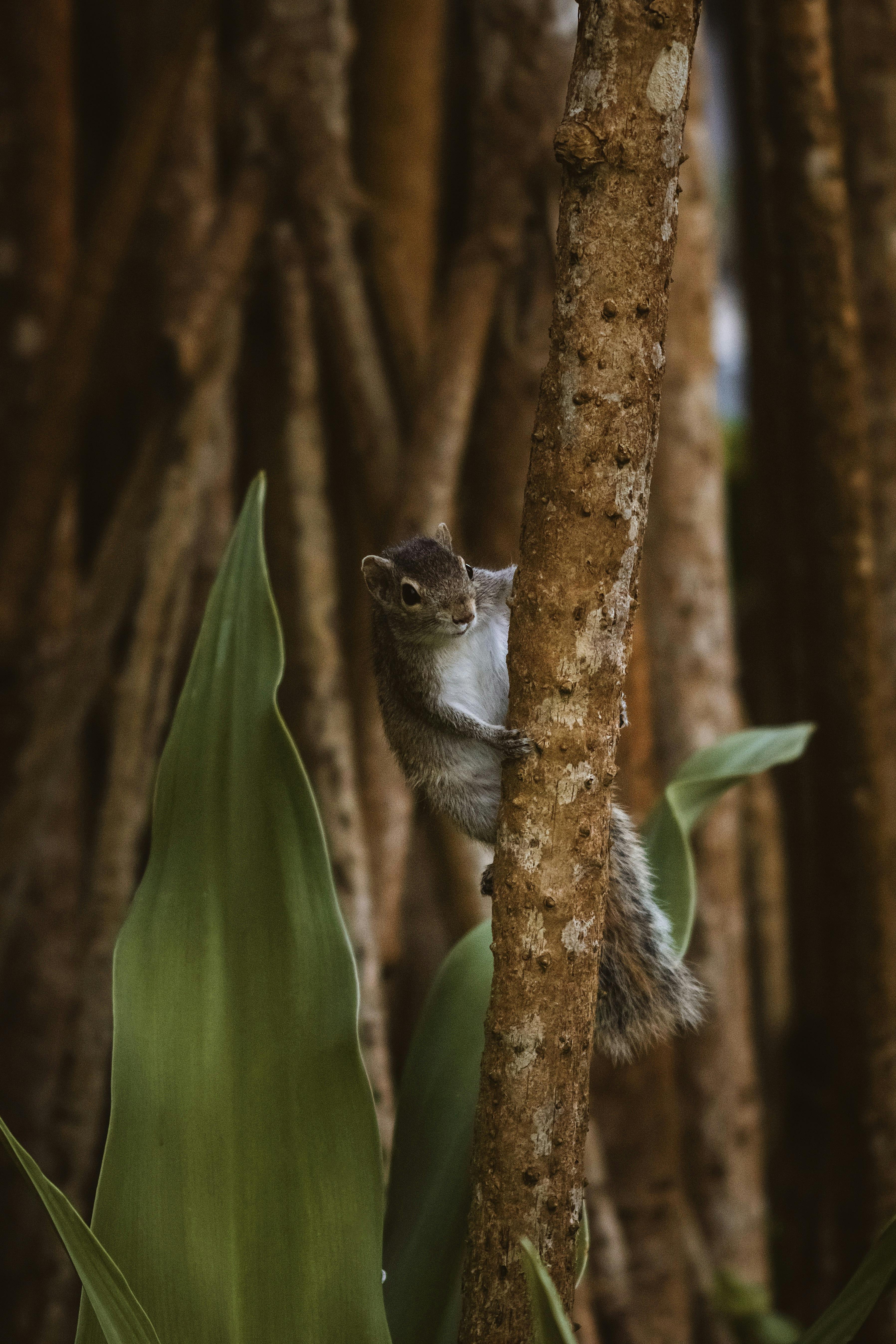 Climbing Chinese Rock Squirrel · Free Stock Photo