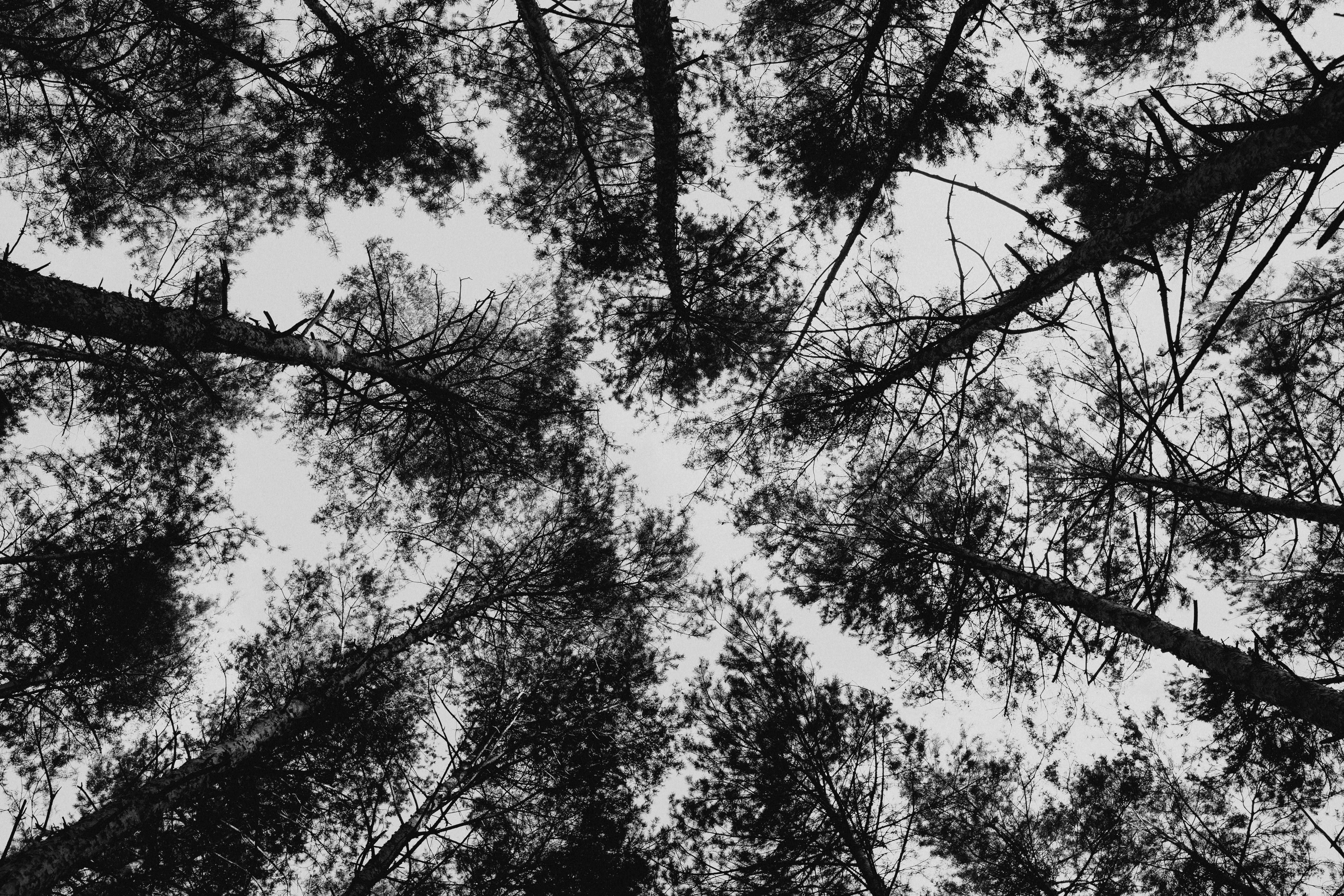 Treetops in Black and White · Free Stock Photo