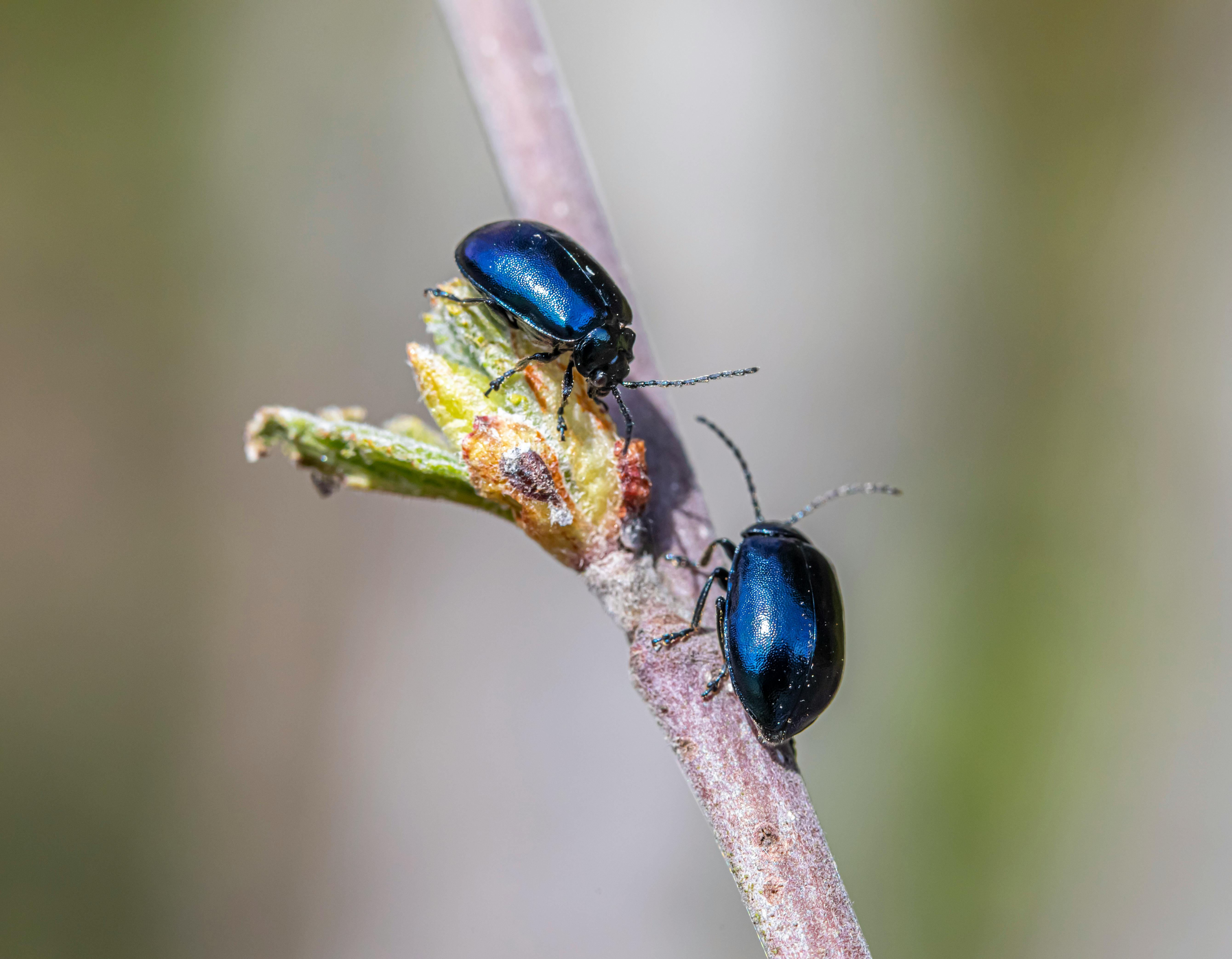 Two blue beetles sitting on a twig · Free Stock Photo
