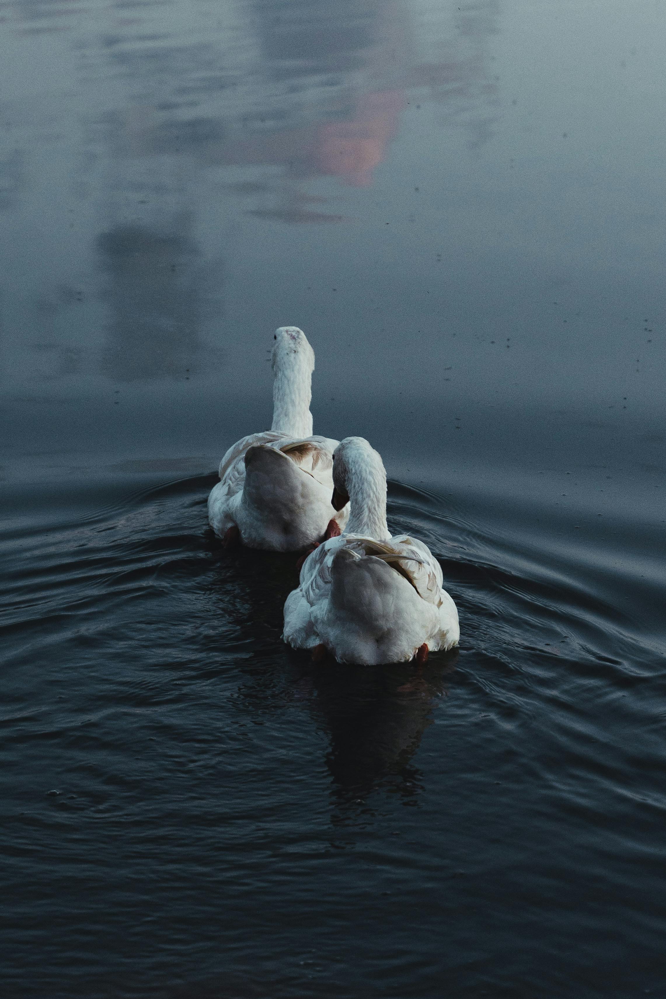 Anime Ducks Photos, Download The BEST Free Anime Ducks Stock Photos ...