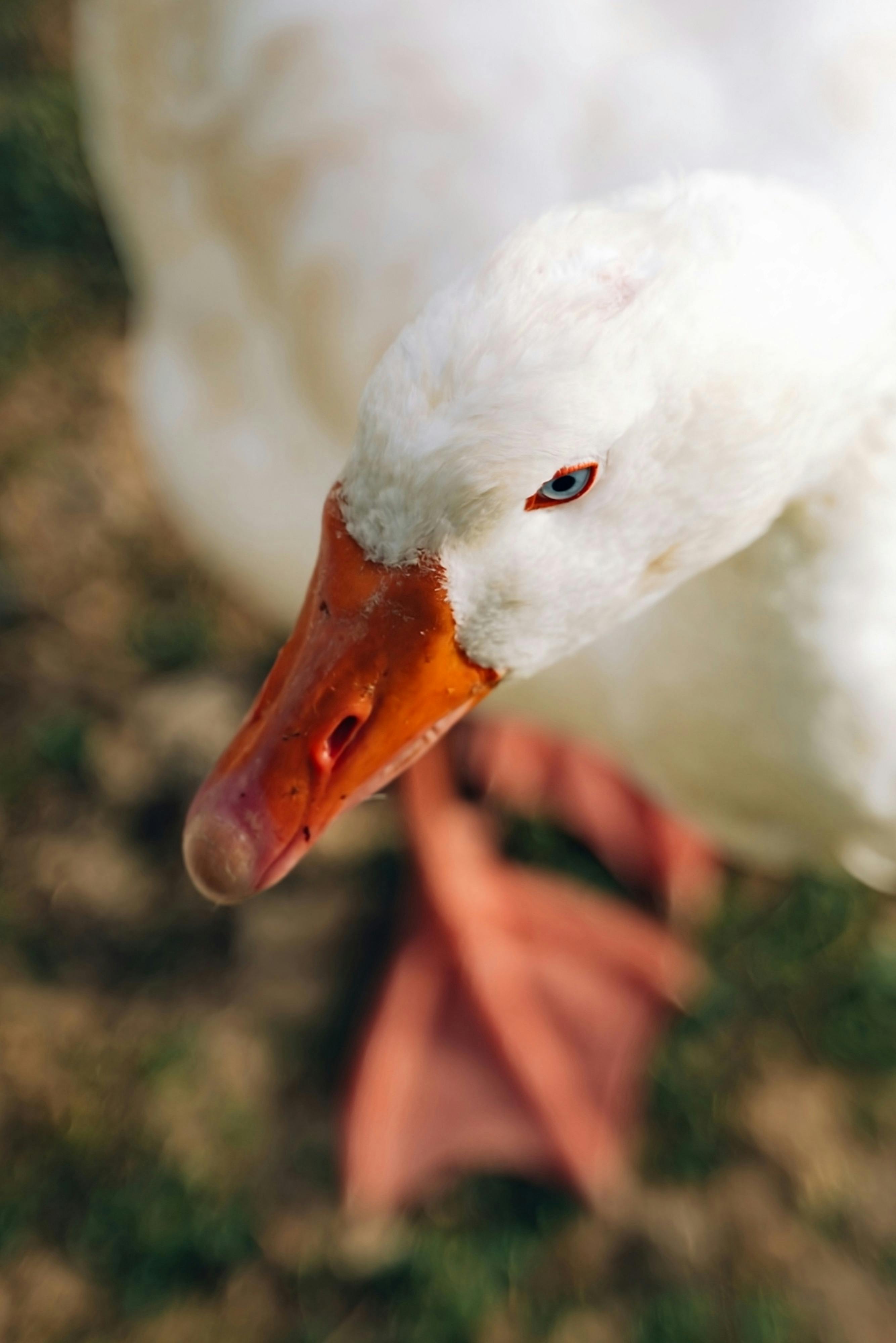 Close-Up Photo of a White Domestic Goose Head · Free Stock Photo