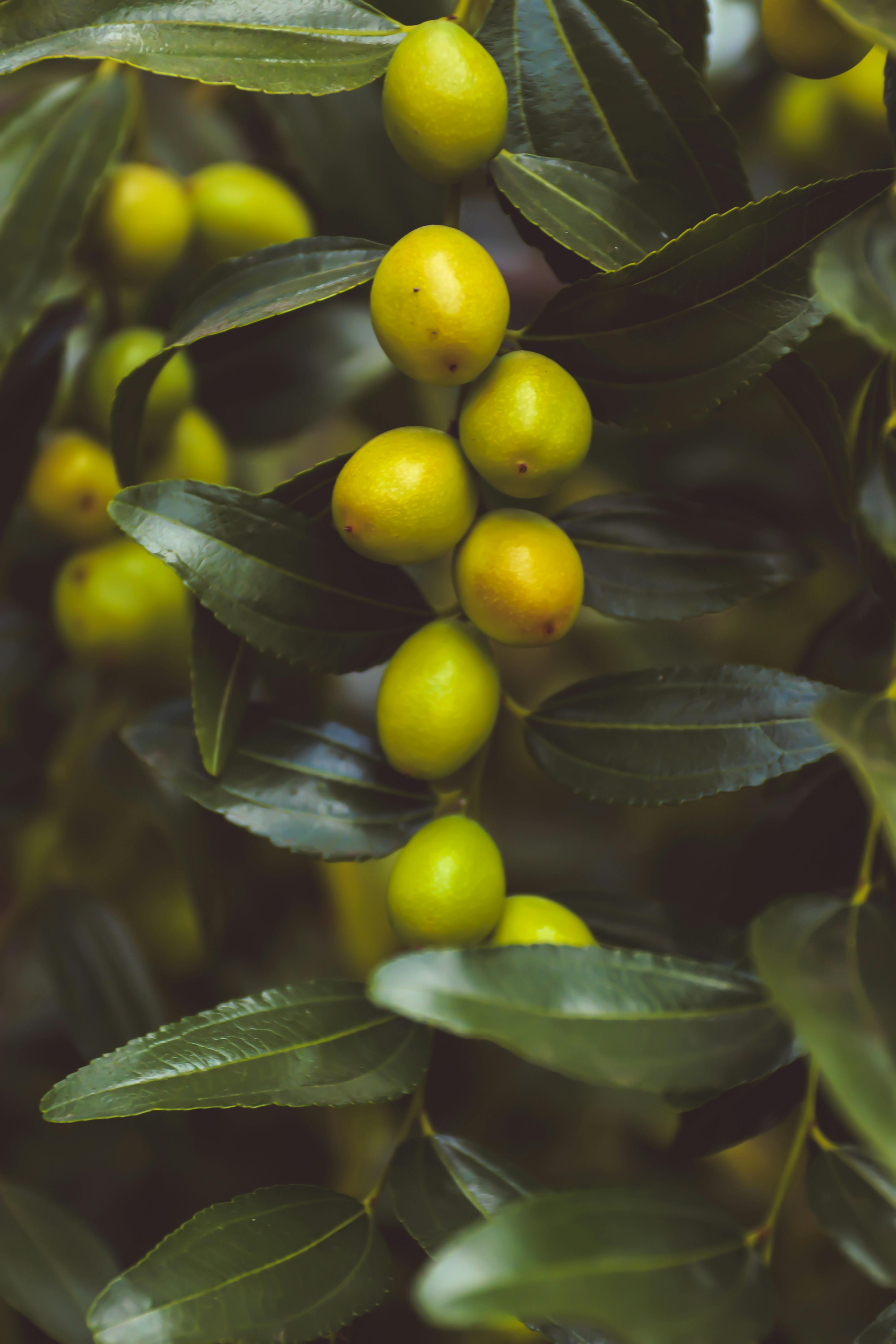 Olives Growing on Tree · Free Stock Photo