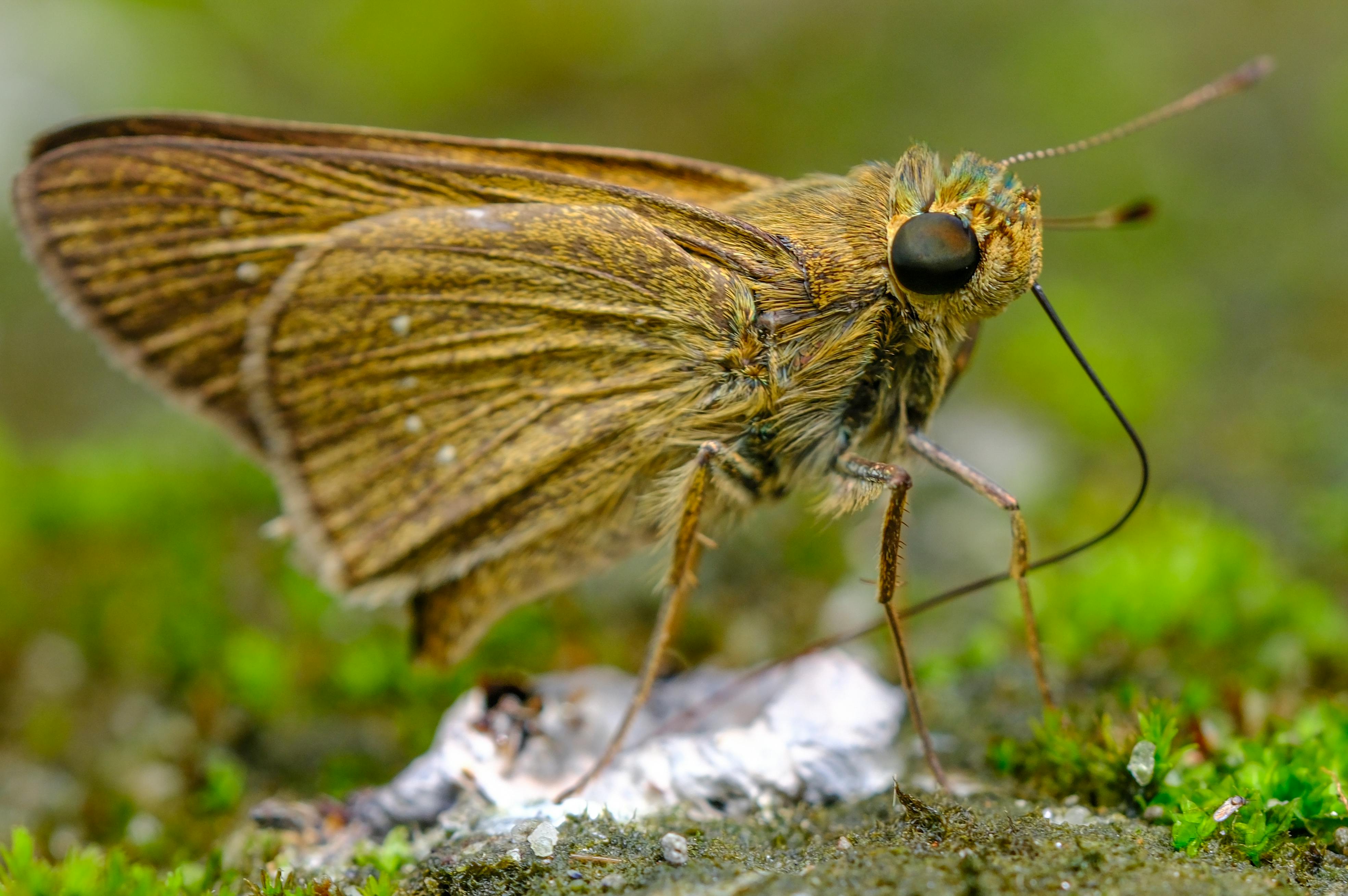 Large Skipper Butterfly in Close Up · Free Stock Photo