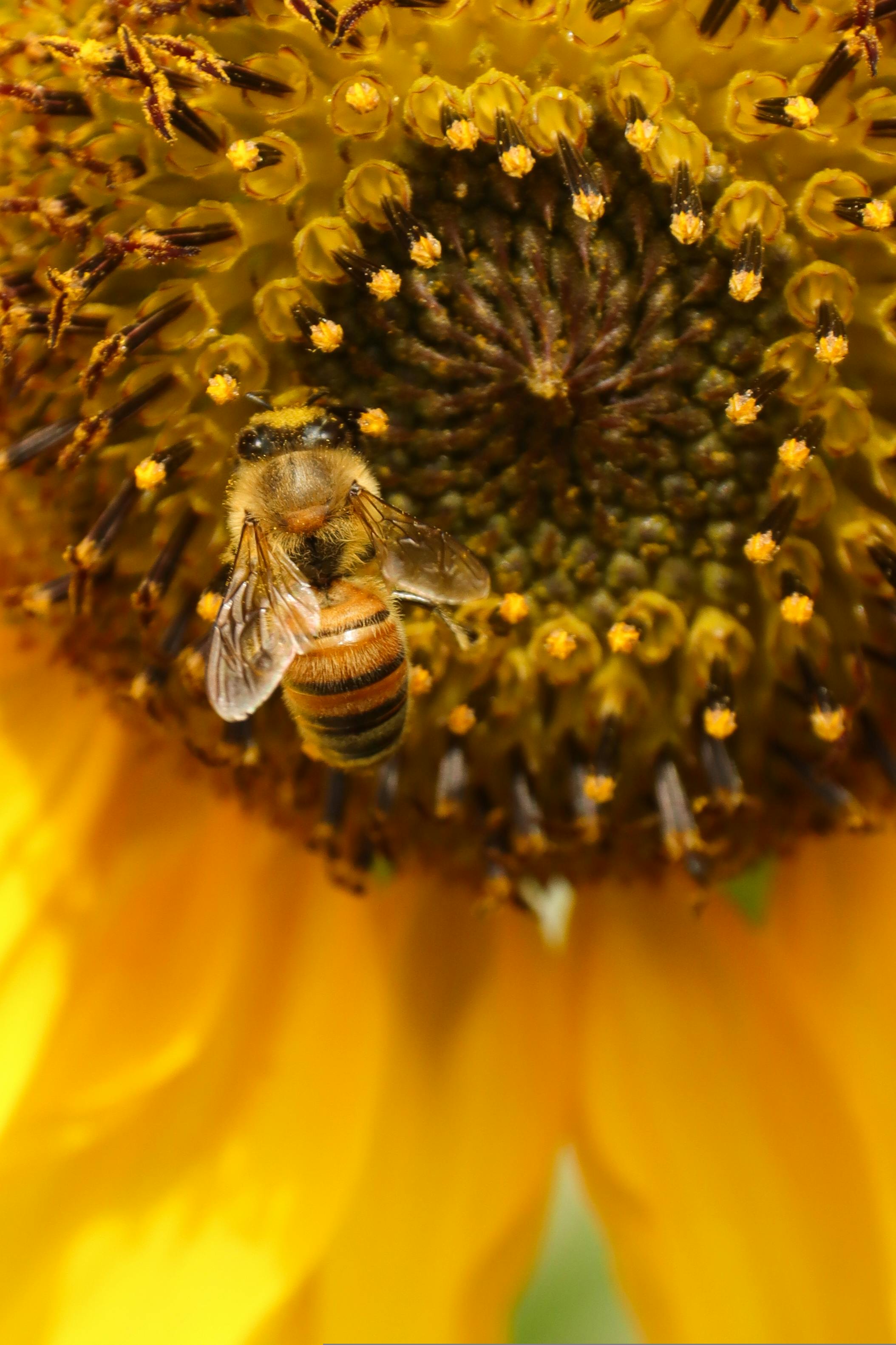 Bee during Pollination · Free Stock Photo