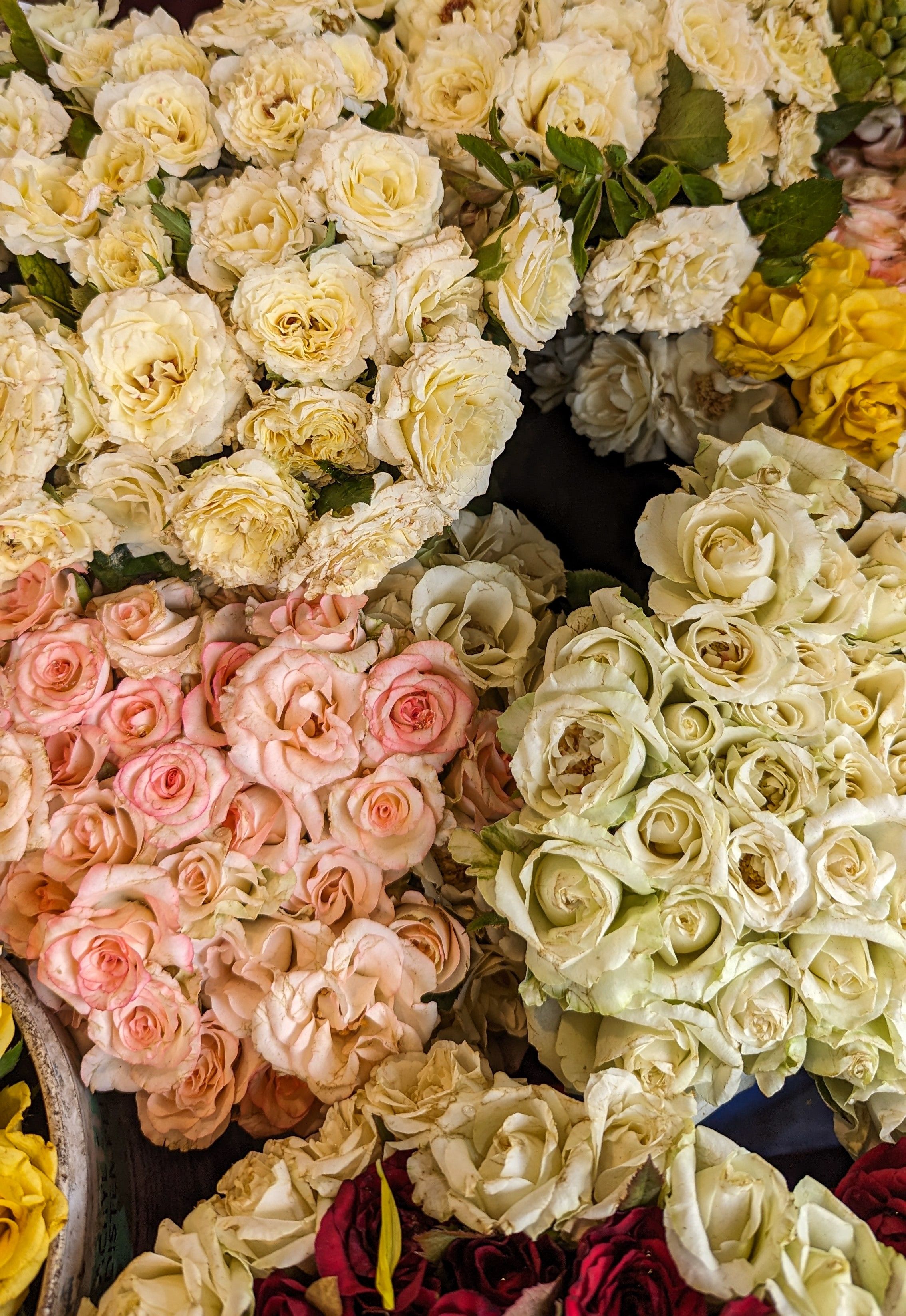 Foto de stock gratuita sobre de cerca, flores, plantas, ramos de flores ...