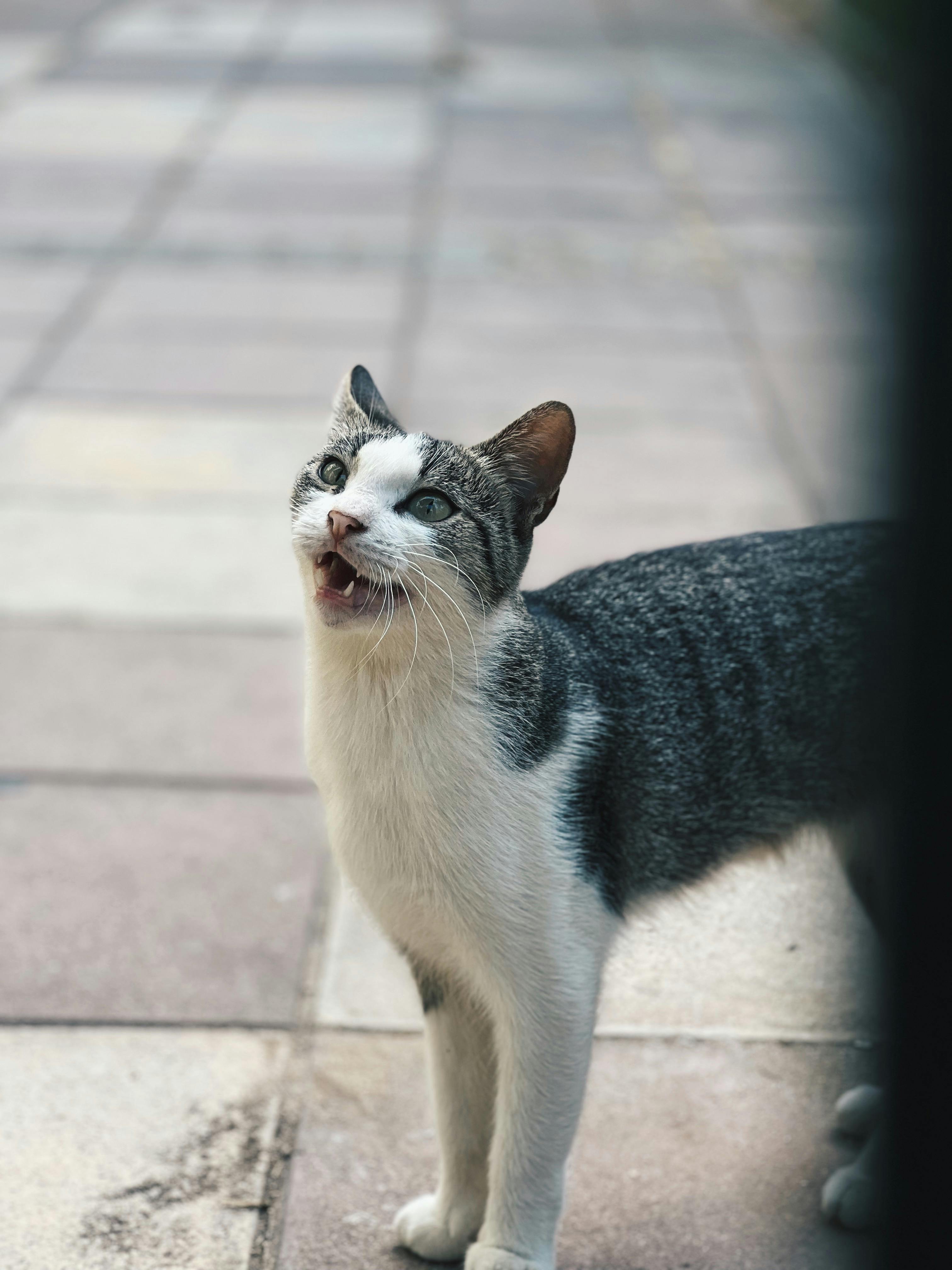 Pleading Kitten on Sidewalk · Free Stock Photo