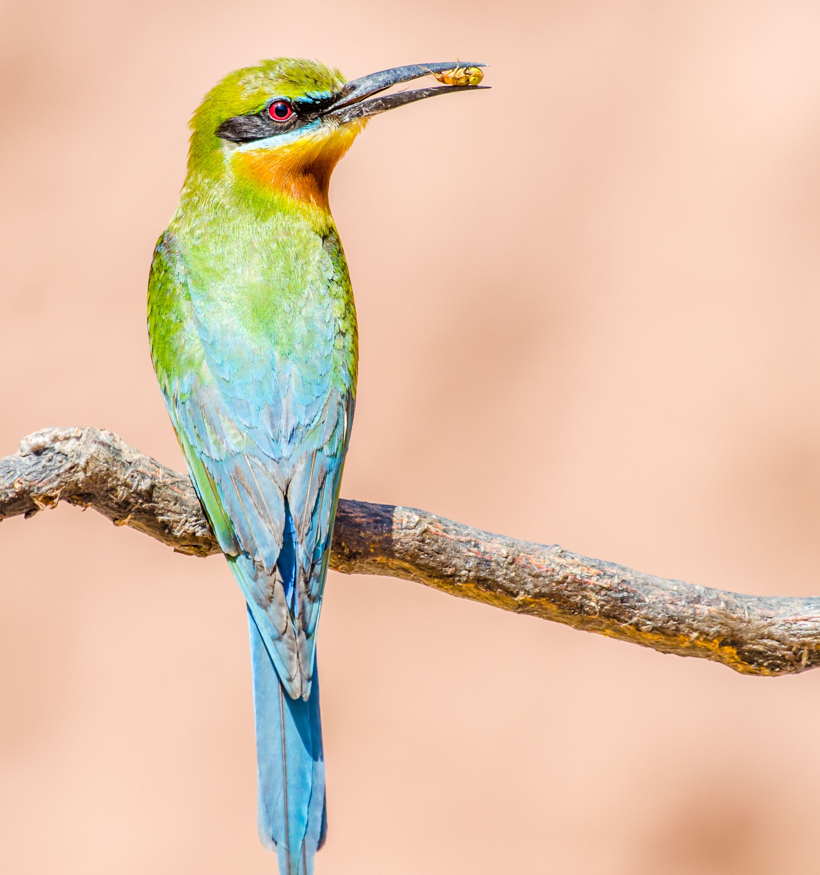 Blue-tailed Bee Eater with Prey · Free Stock Photo