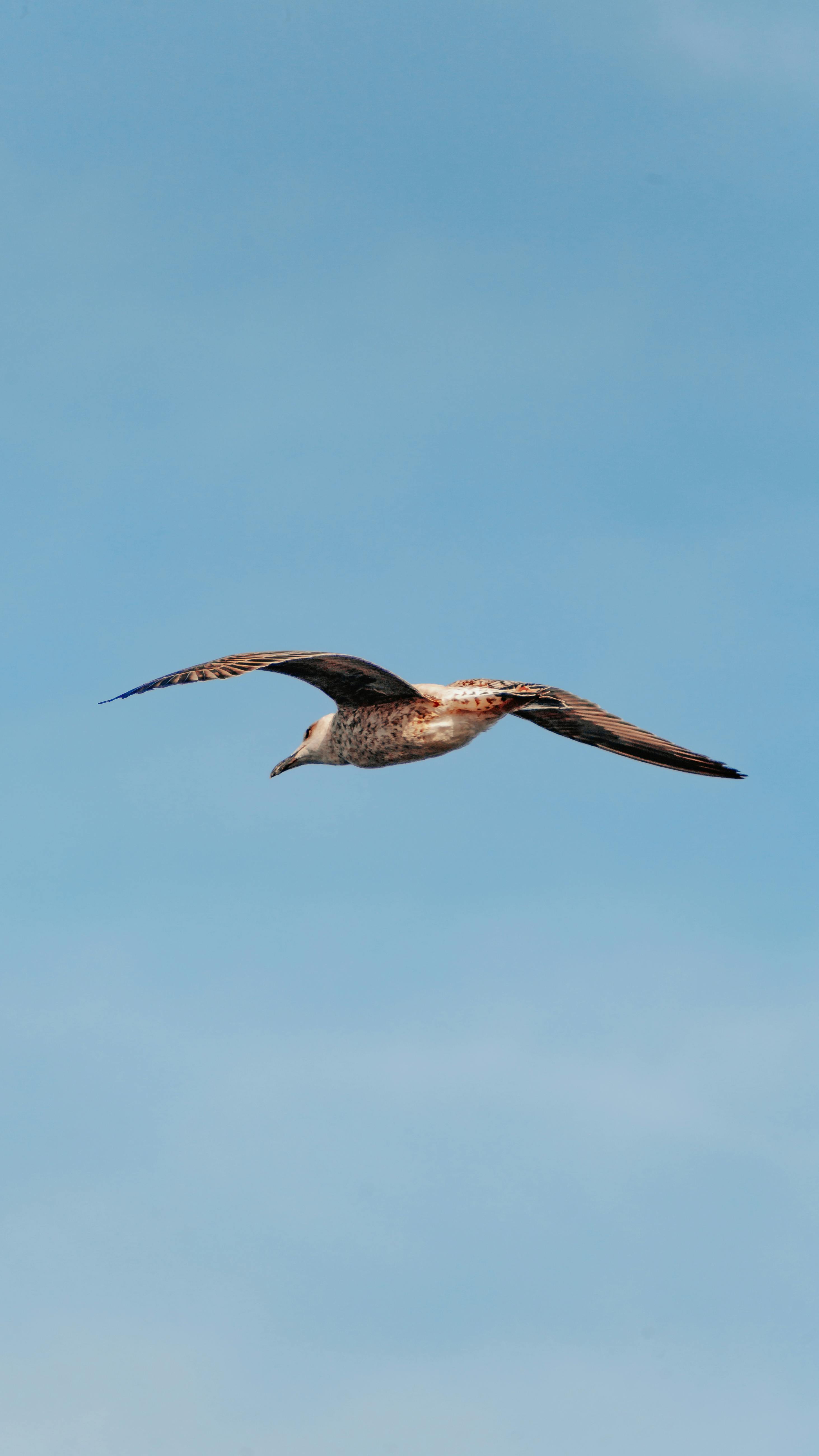 Sky Animation Photos, Download The BEST Free Sky Animation Stock Photos ...