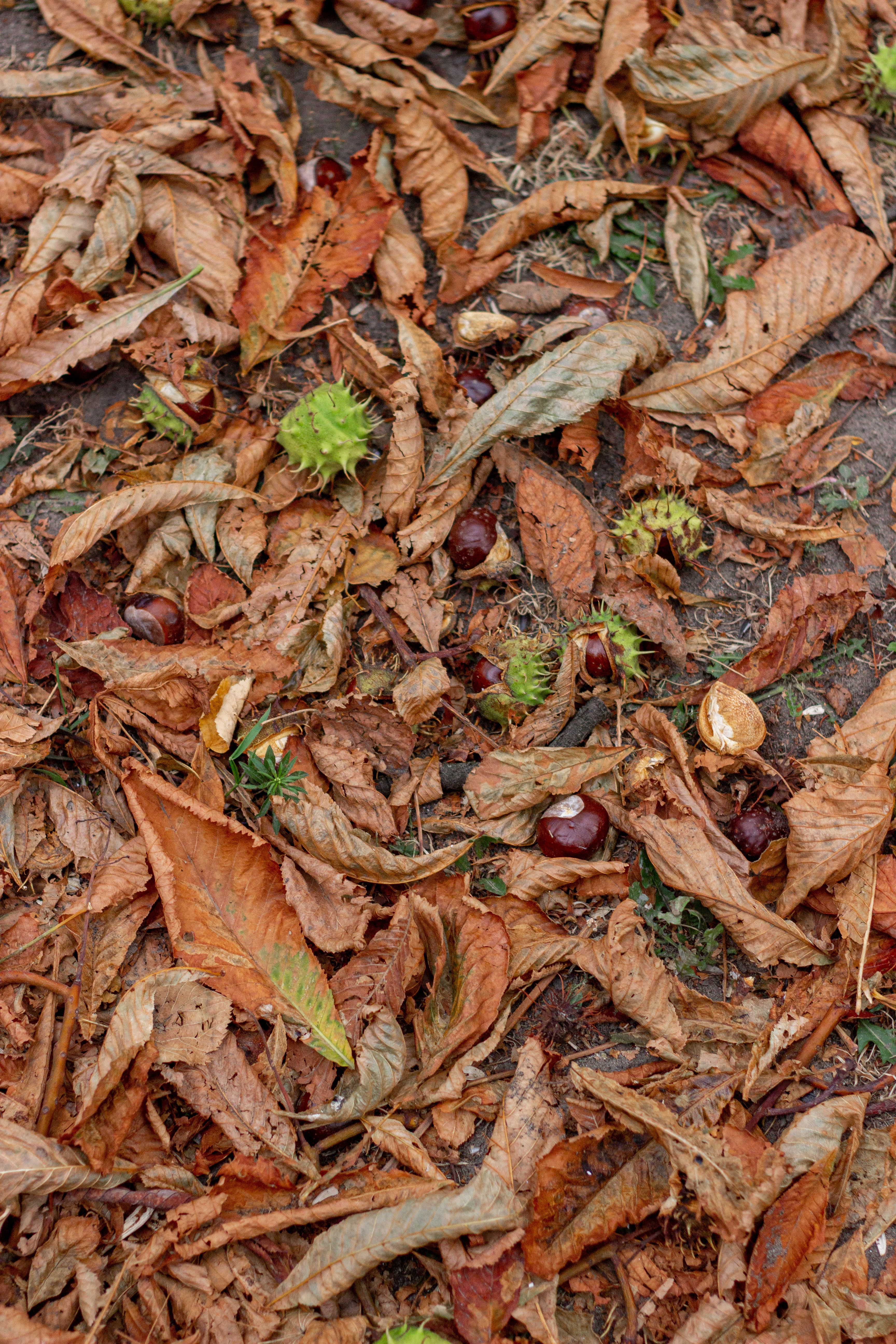 Autumn Leaves and Chestnuts on Ground · Free Stock Photo