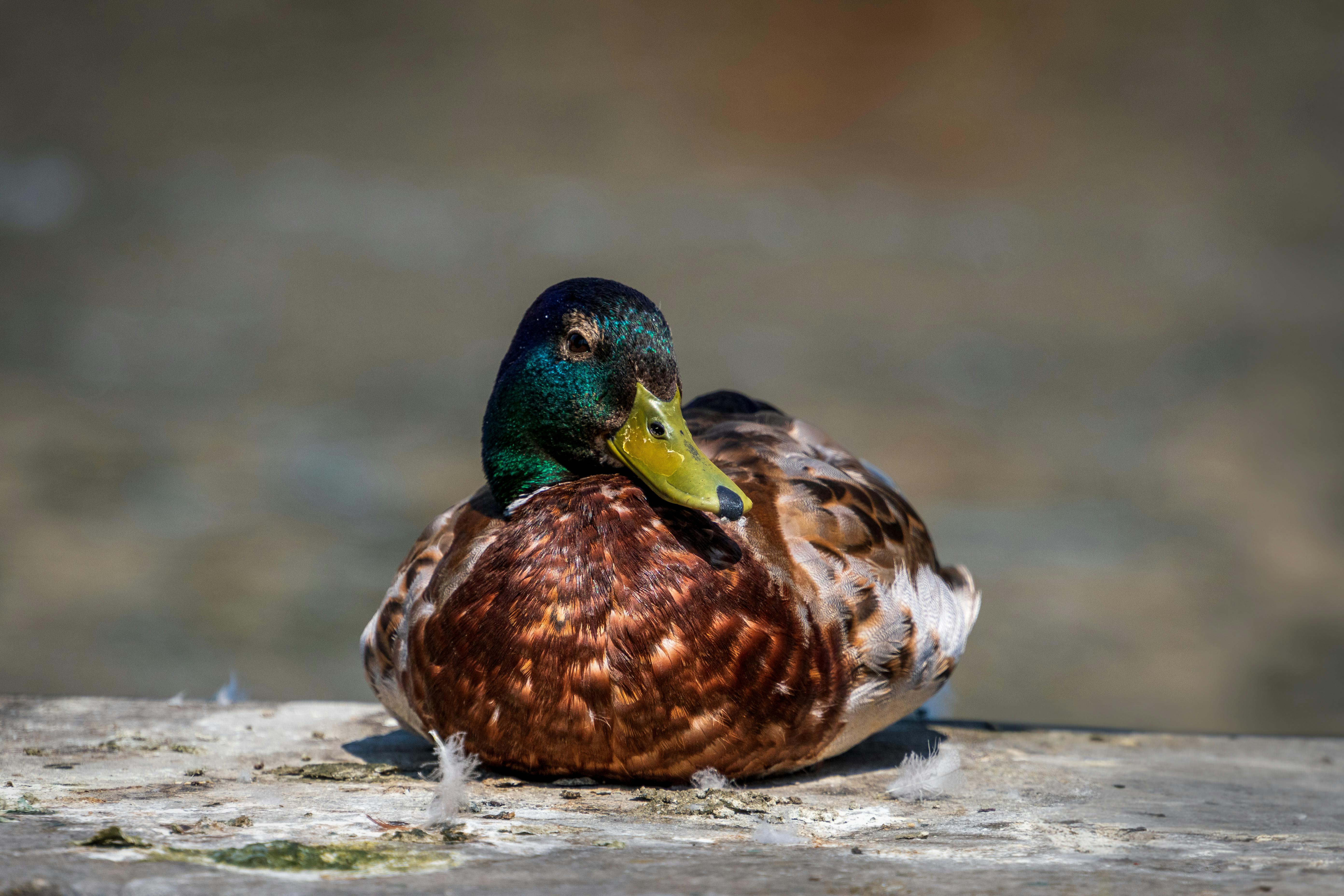 Duck Tales Photos, Download The BEST Free Duck Tales Stock Photos & HD ...