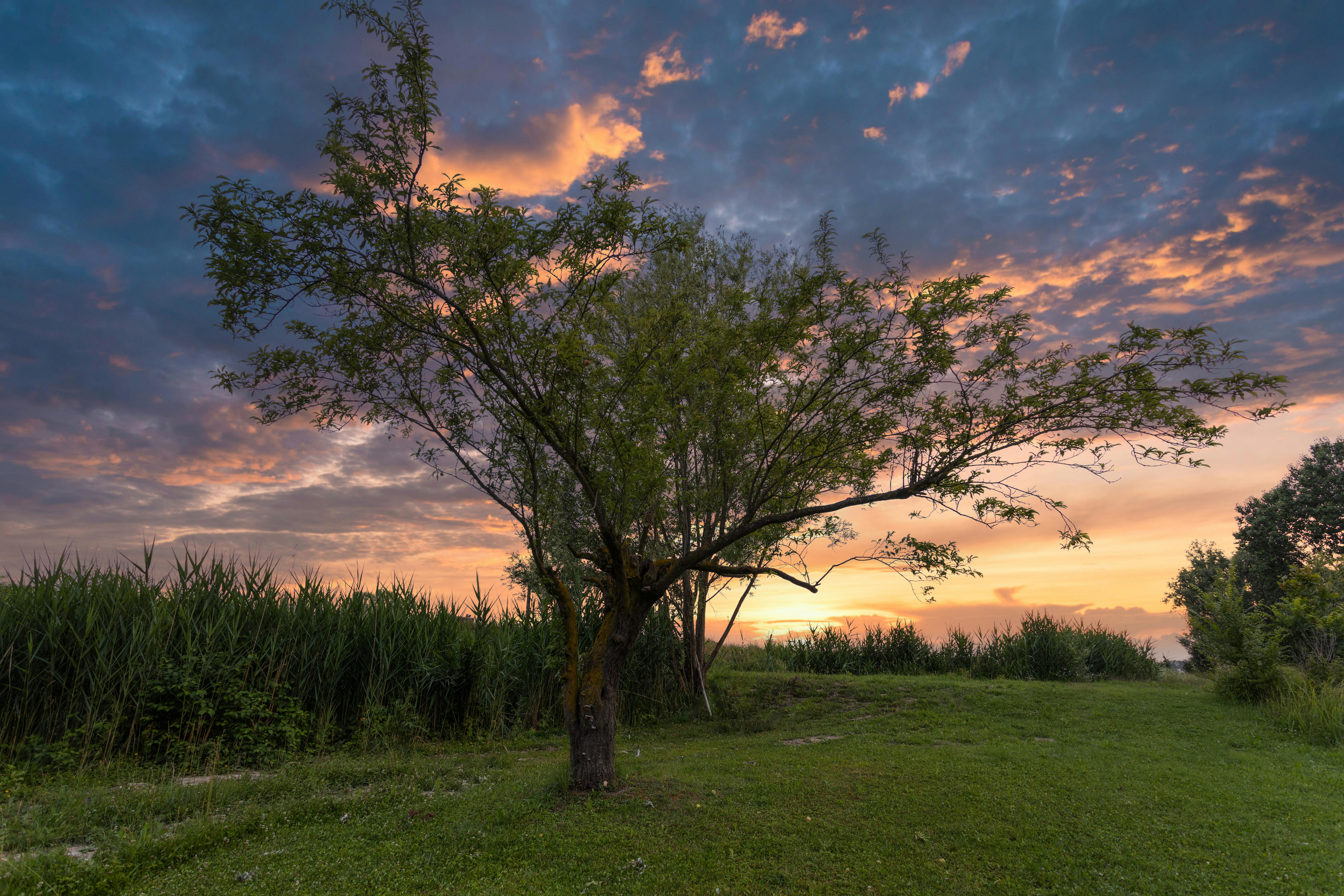 Stunning Sunset Over Tree in Veneto, Italy · Free Stock Photo