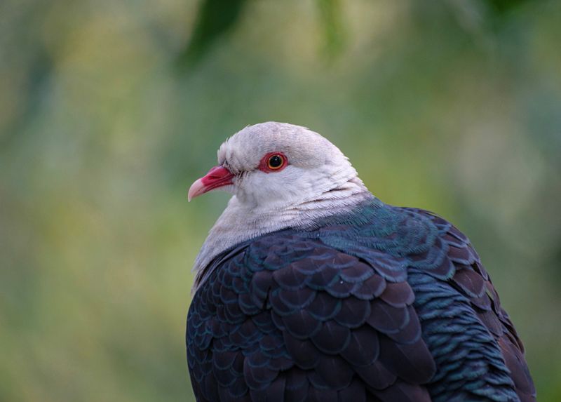 White-Crowned Pigeon: Species Overview and Habitat Insights