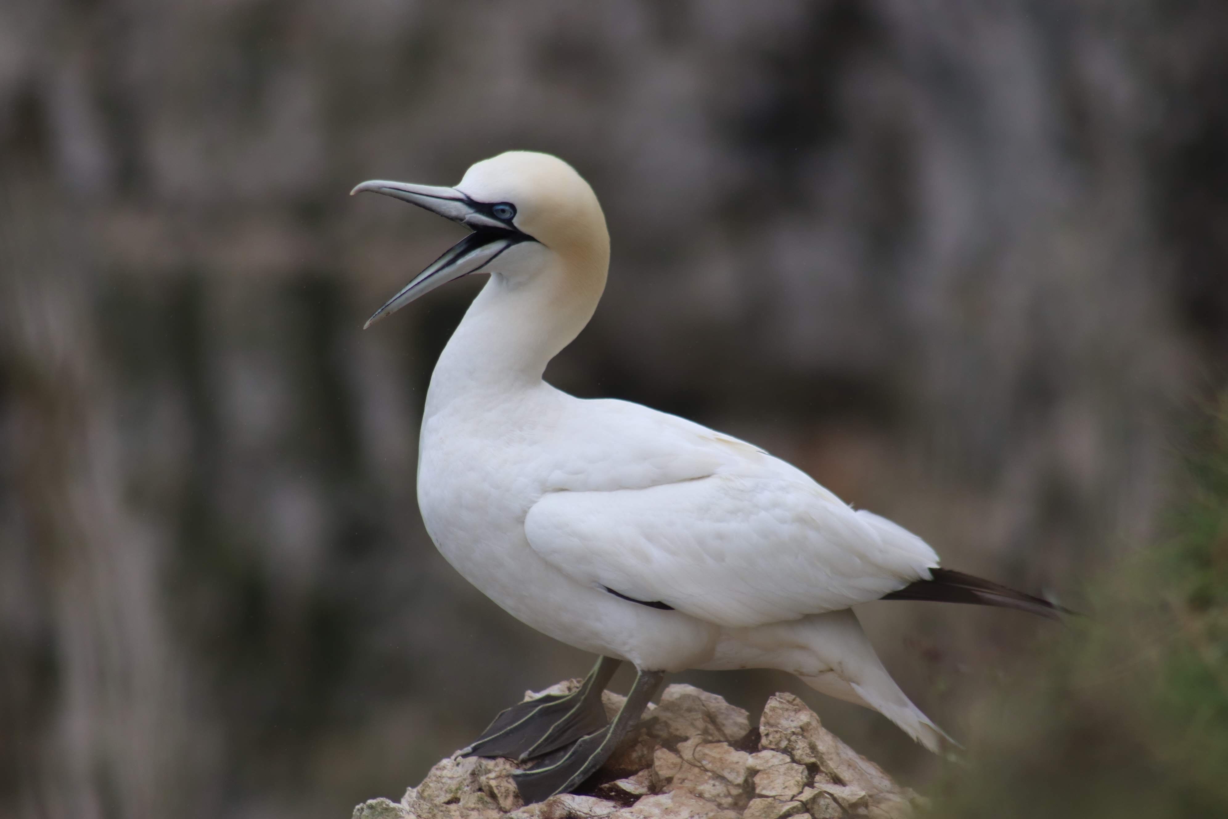 Gannet Seabird Hd Wallpaper Gannet, Bird, Flying, Ocean, HD Wallpaper