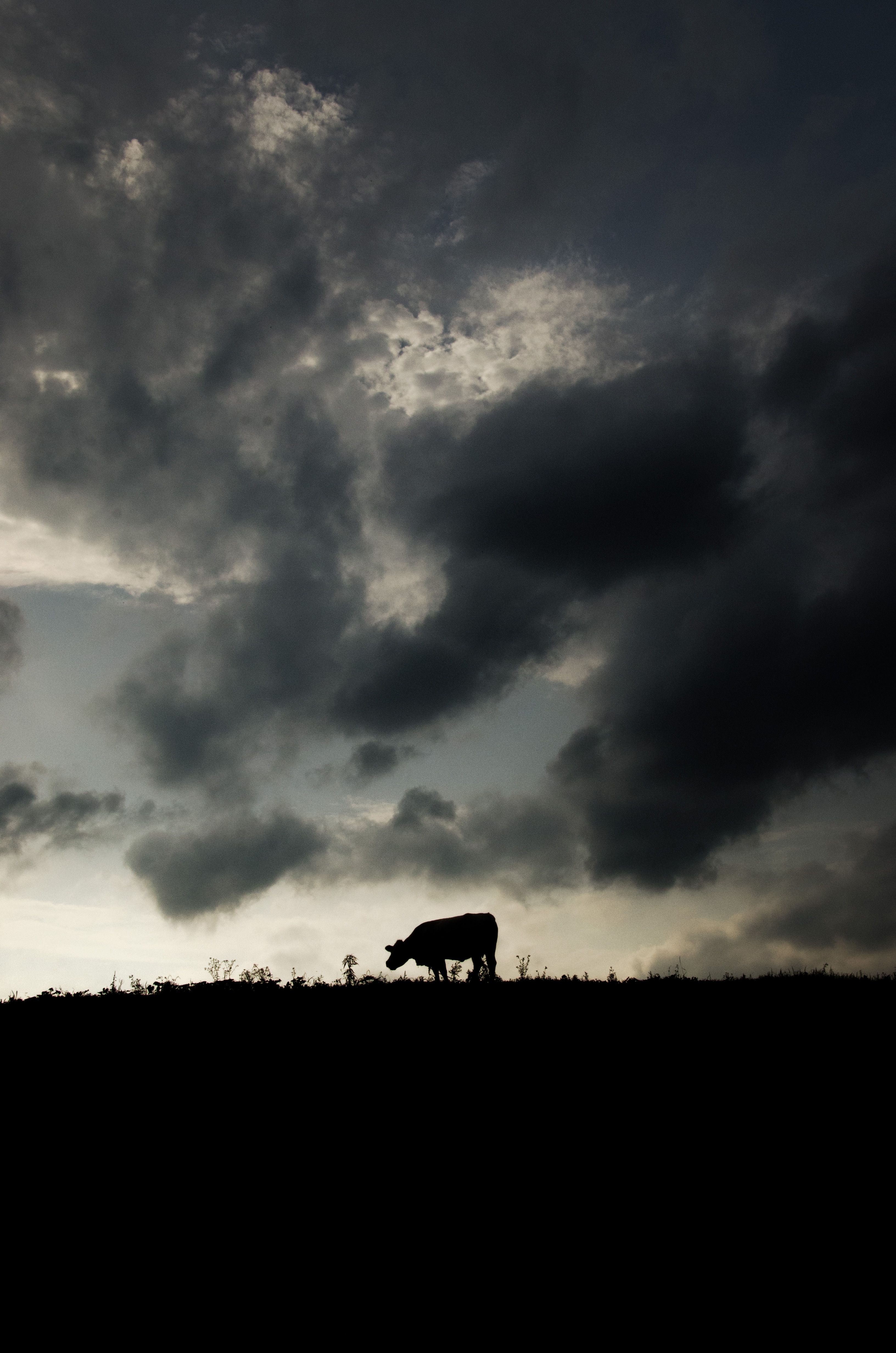 Silhouette of Cow on Horizon · Free Stock Photo