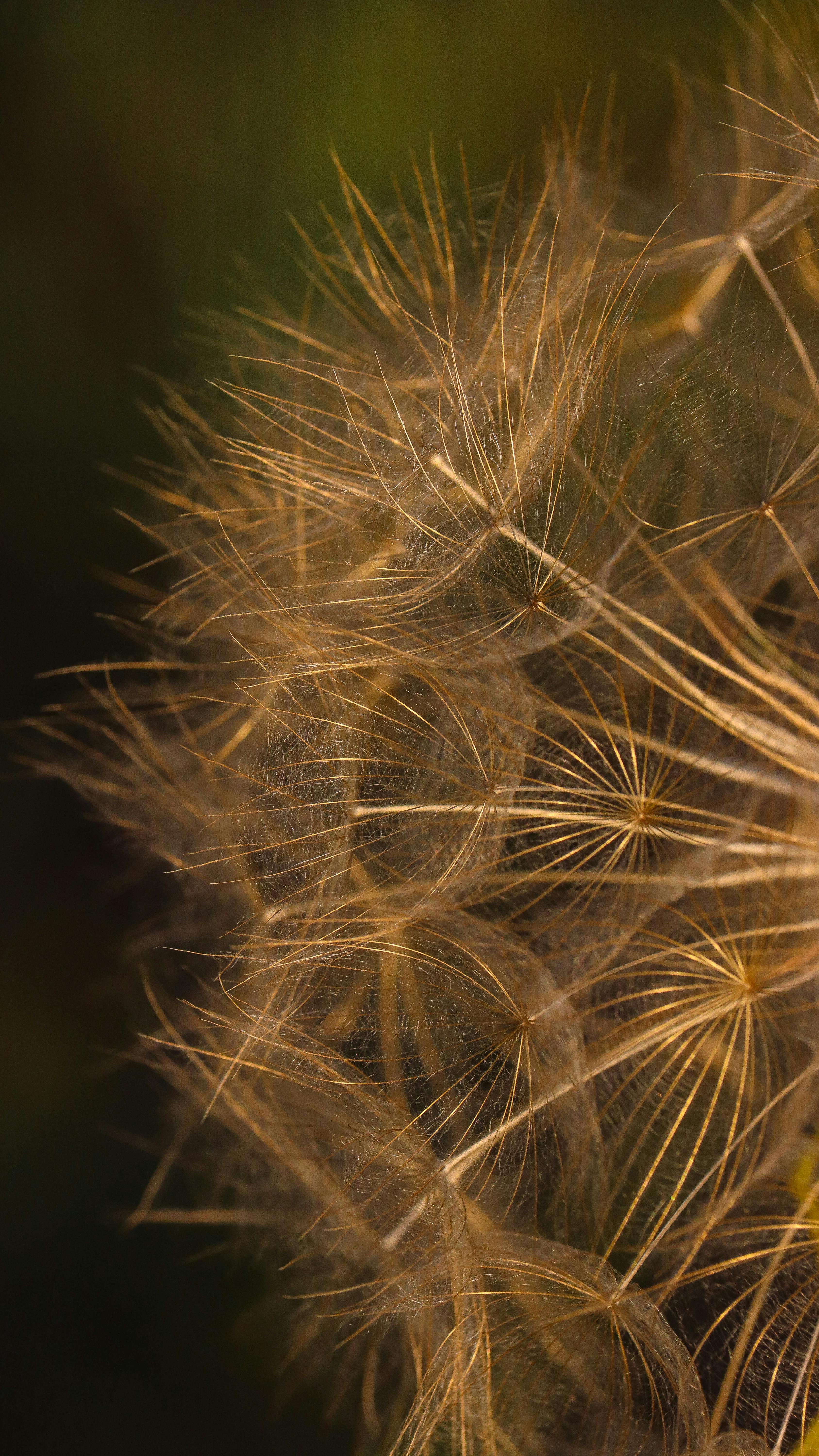 Dandelion Seeds in Close Up · Free Stock Photo