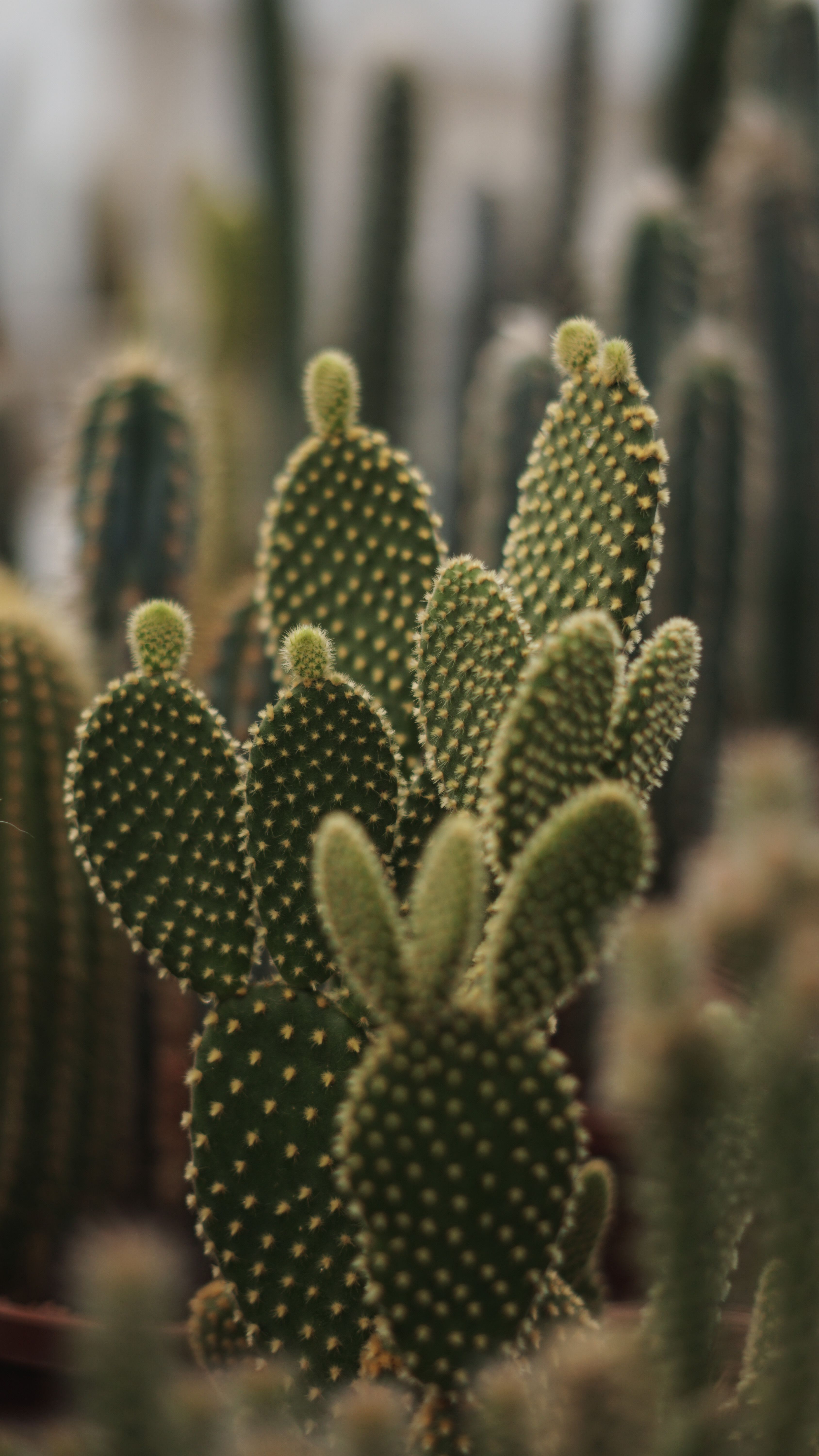 Close-up Photo of Three Green Cactus Plants · Free Stock Photo