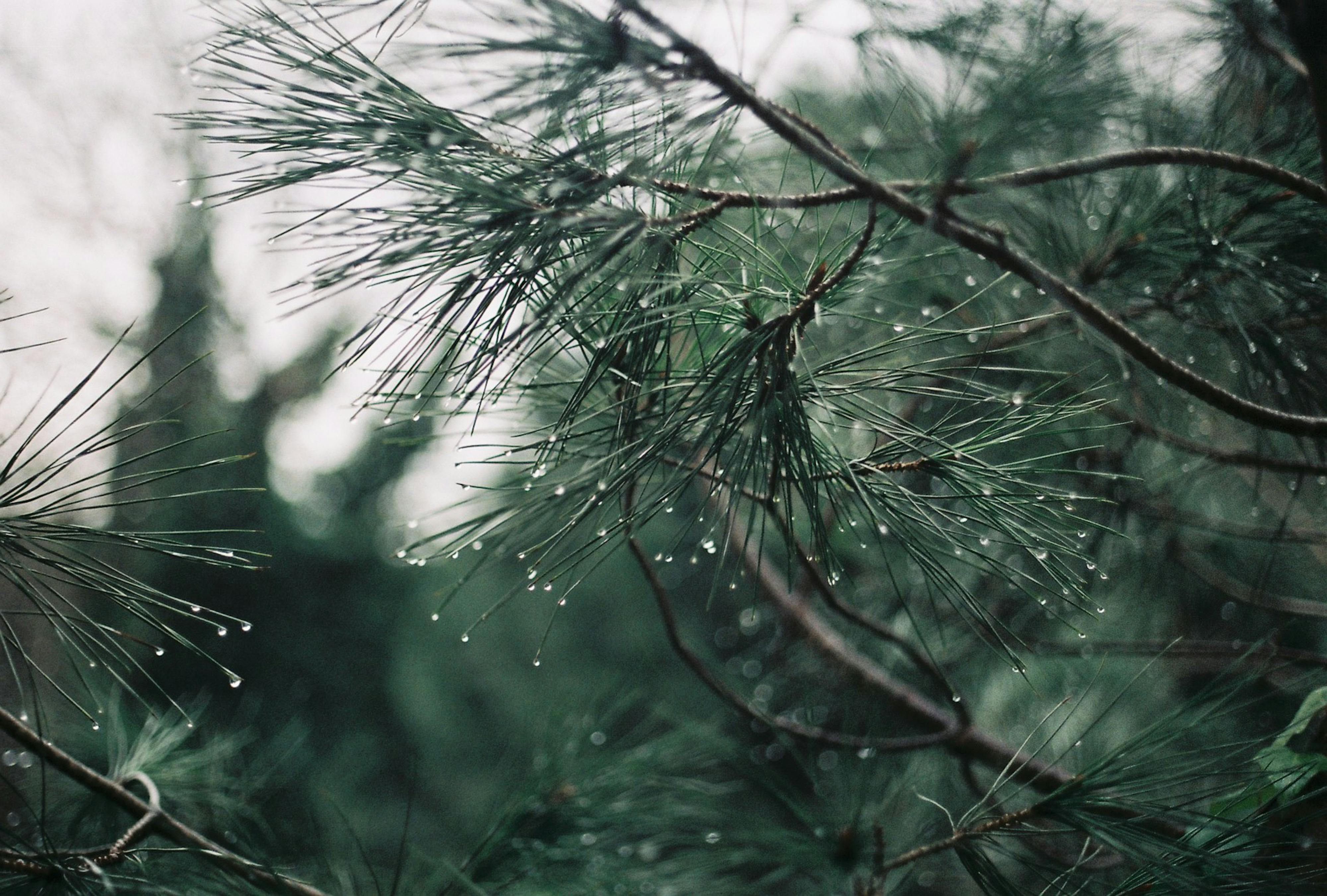 Photo of a Tree Branch · Free Stock Photo