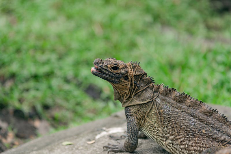 Philippine Sailfin Lizard: Care, Habitat & Fun Facts