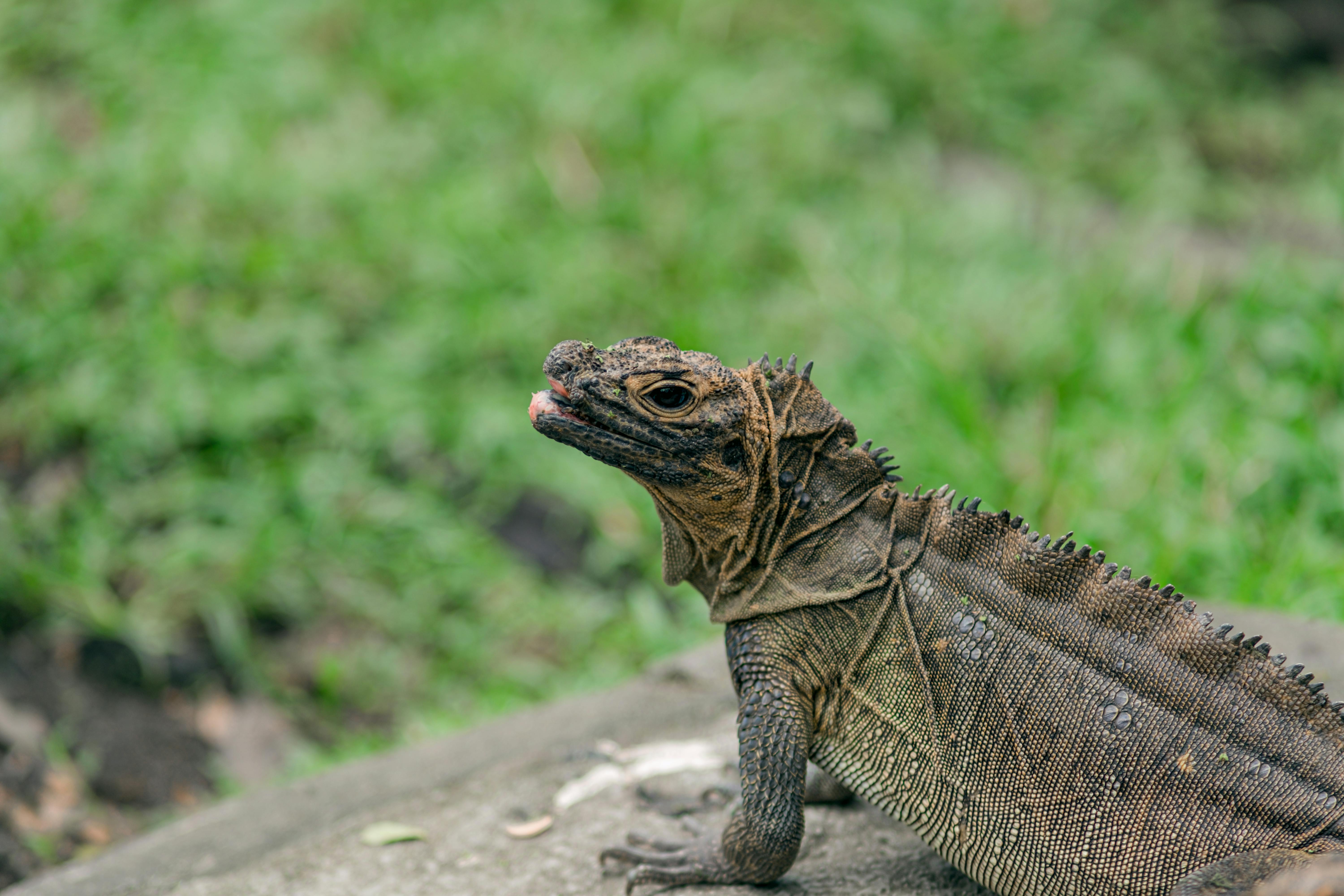 Sailfin Dragon Sunning on a Stone · Free Stock Photo