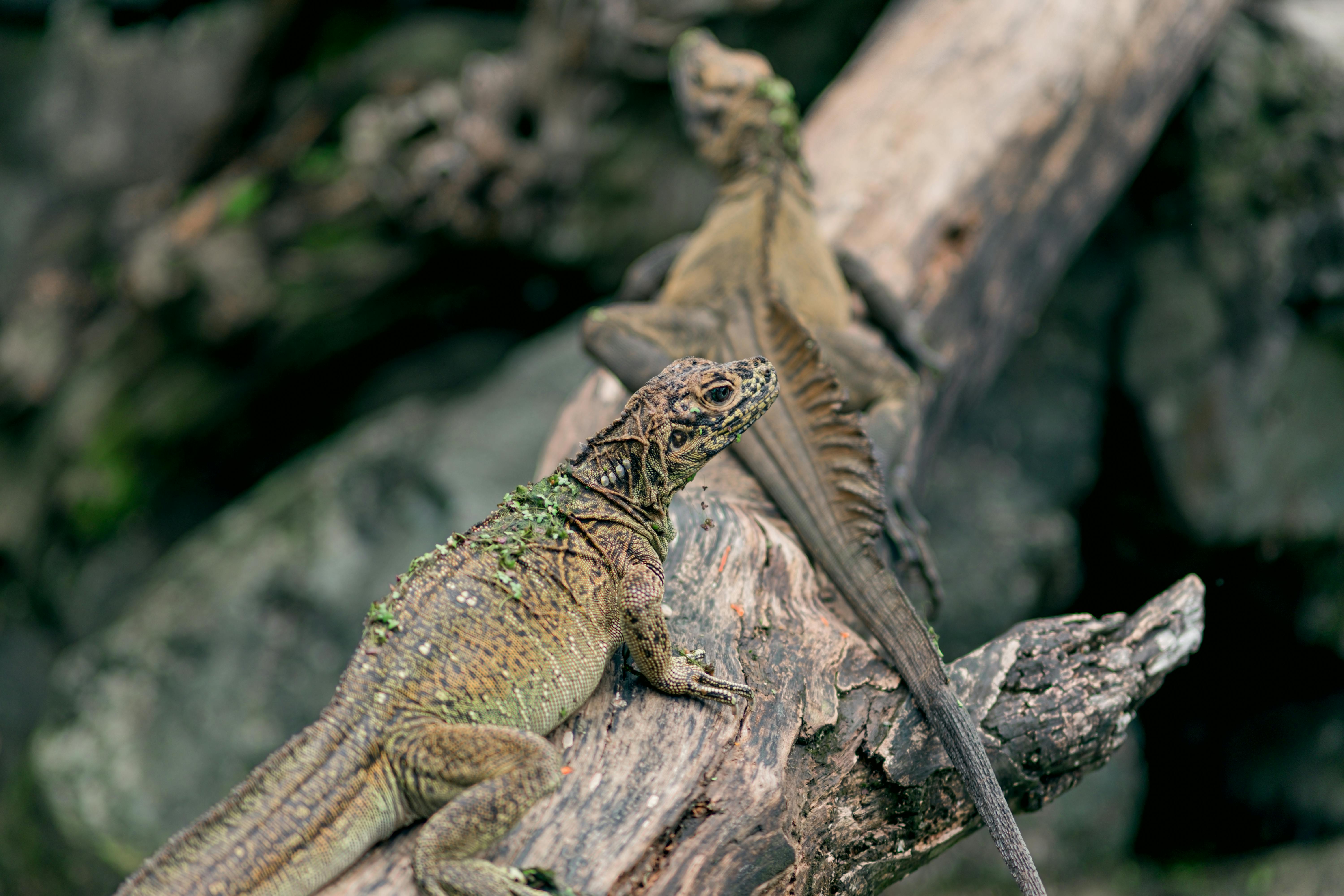 Philippine Sailfin Lizard on Branch · Free Stock Photo