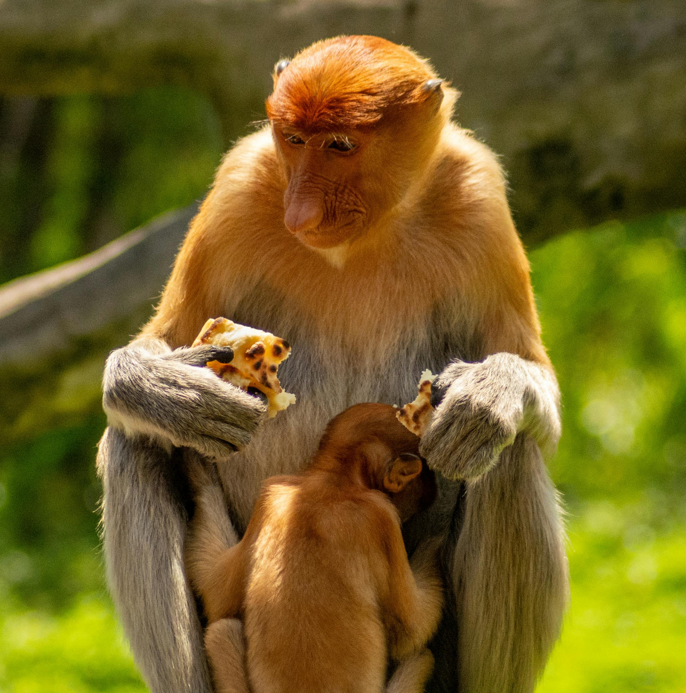 Proboscis Monkey with Baby · Free Stock Photo
