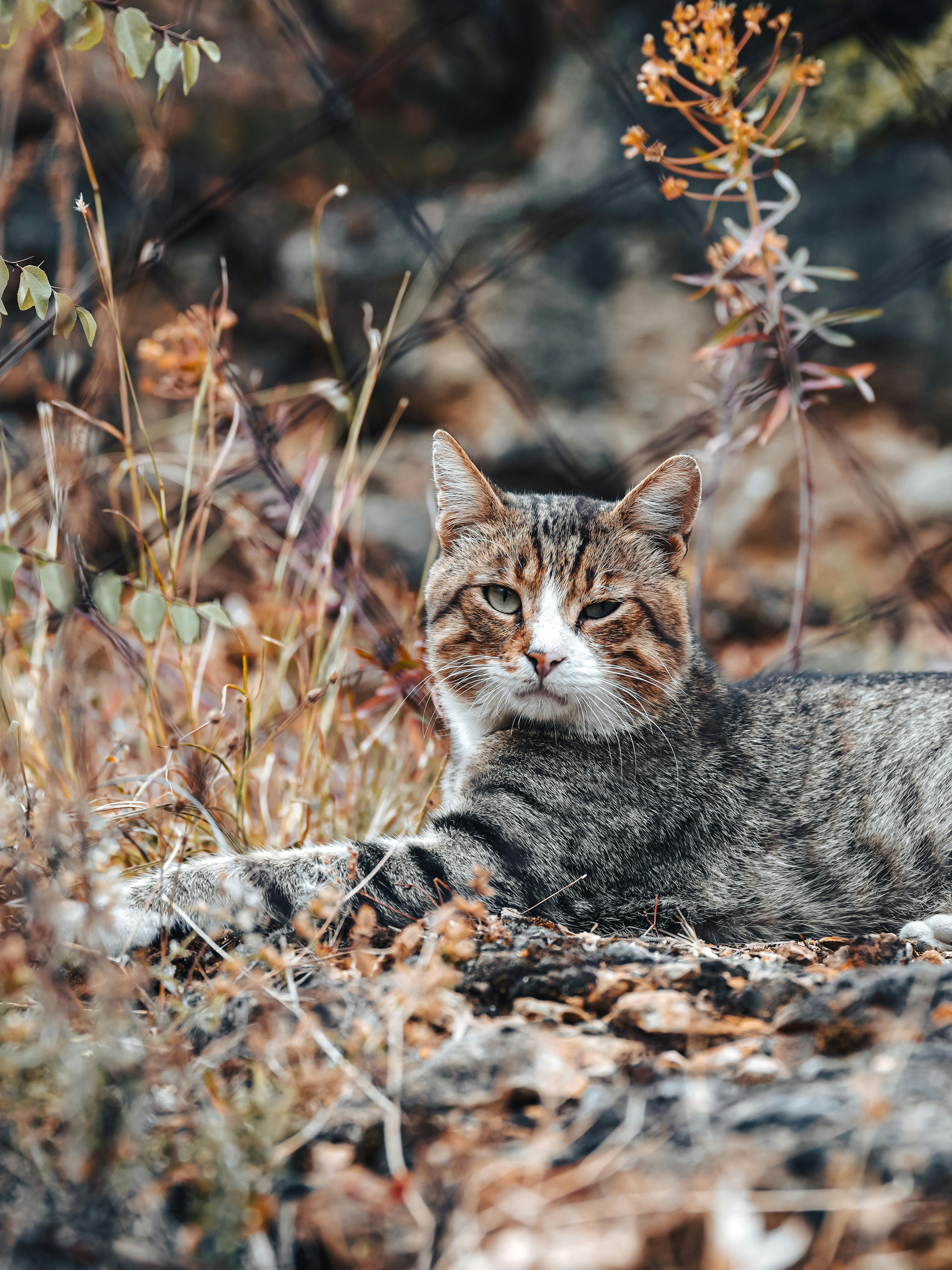 Cat Fall Leaves Photos, Download The BEST Free Cat Fall Leaves Stock ...