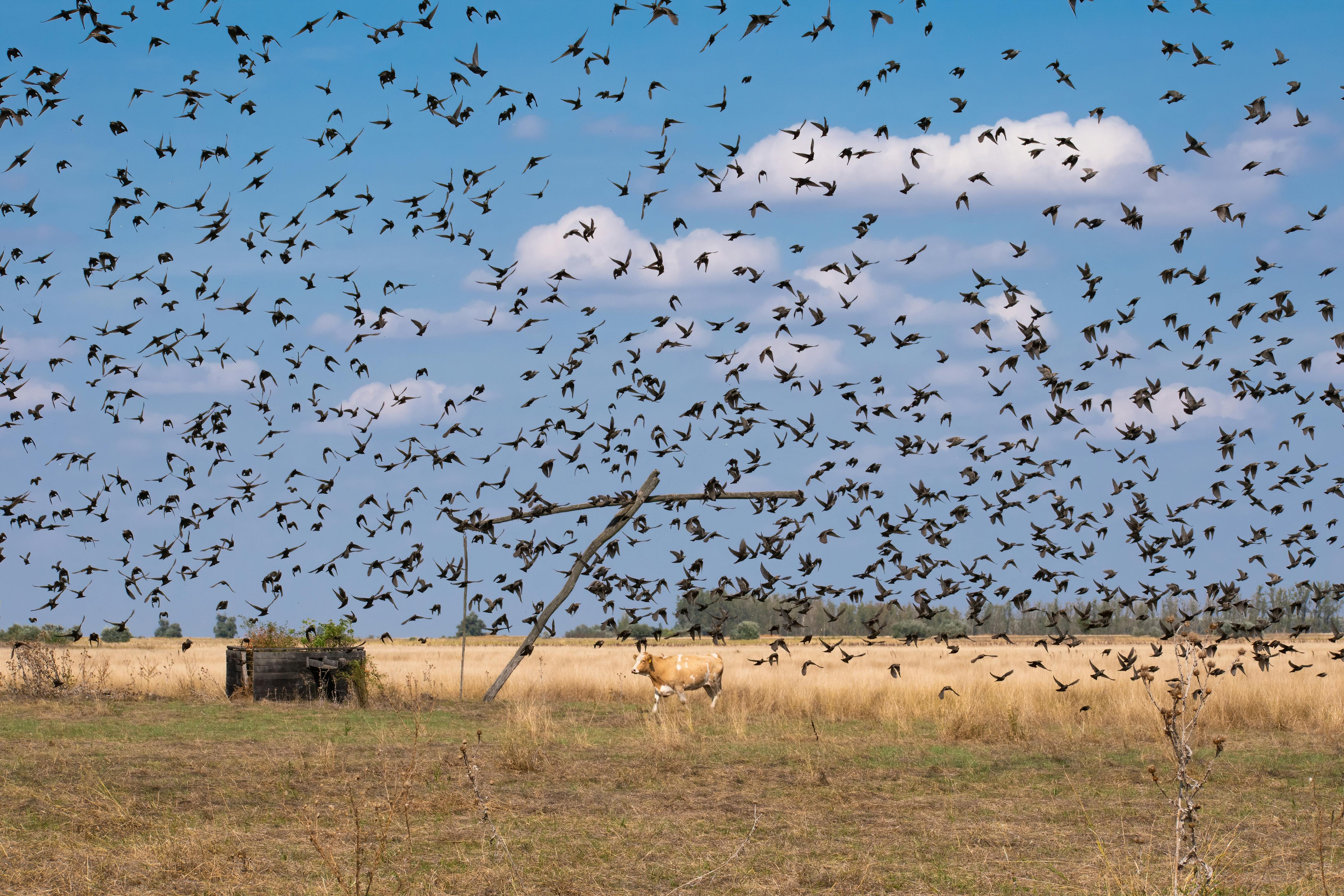 Birds Flying over a Pasture · Free Stock Photo