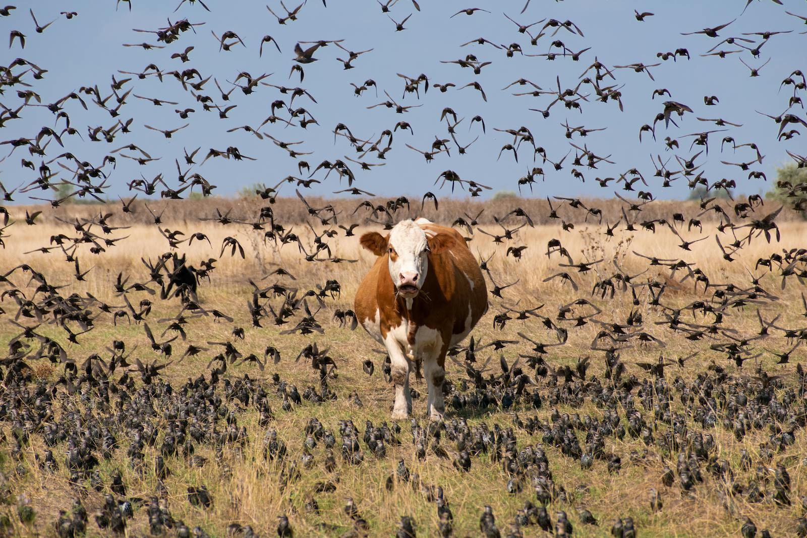 Cow Birds Photos, Download The BEST Free Cow Birds Stock Photos & HD Images