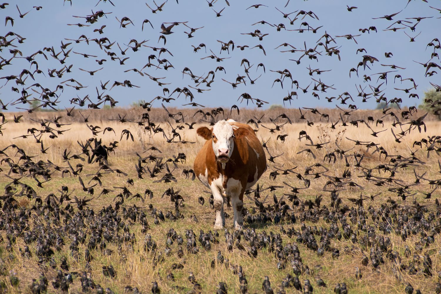 4 000+ Vache Oiseau banque d’images et photos libres de droit ...