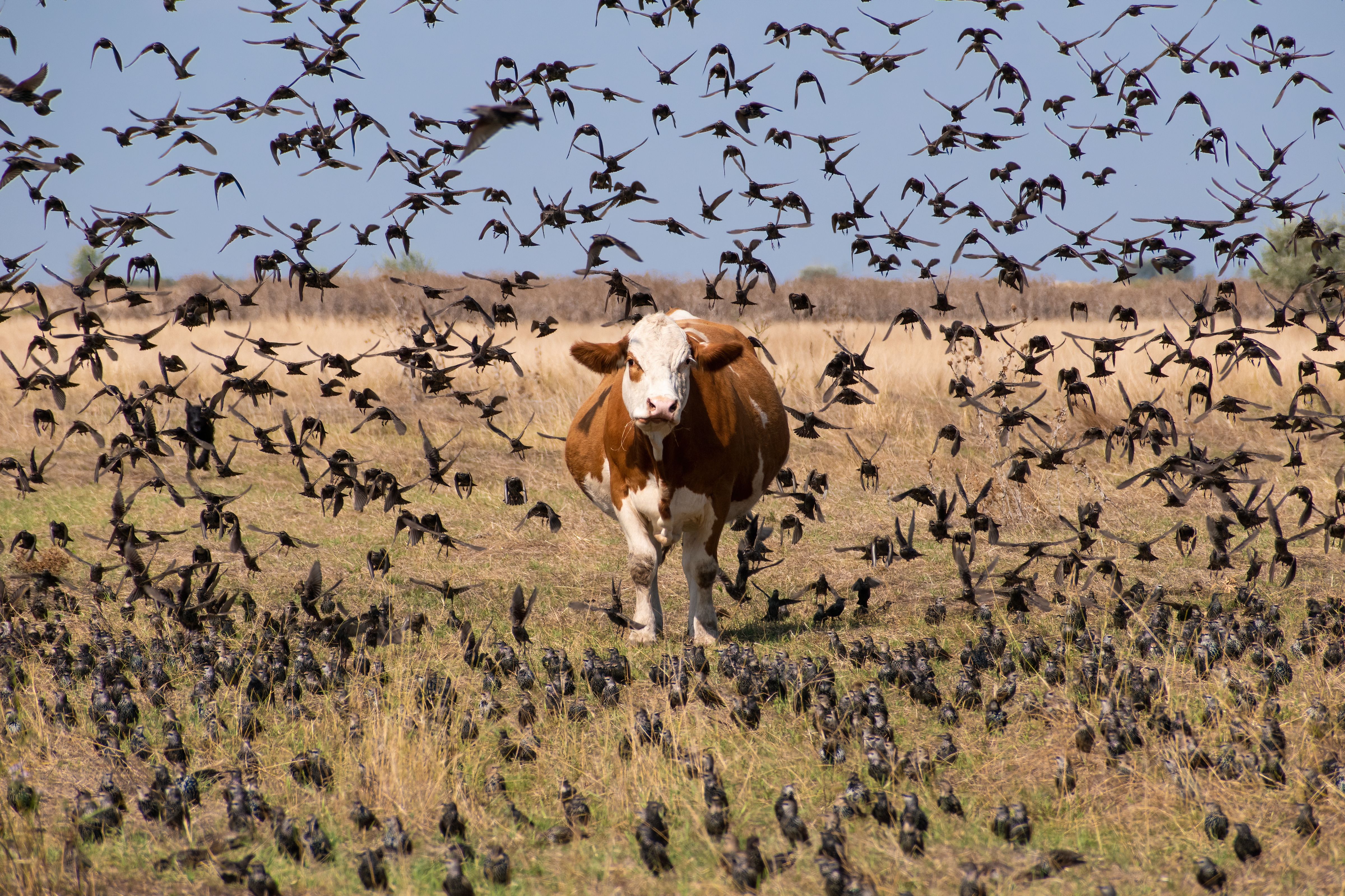A Cow and Birds in a Field · Free Stock Photo