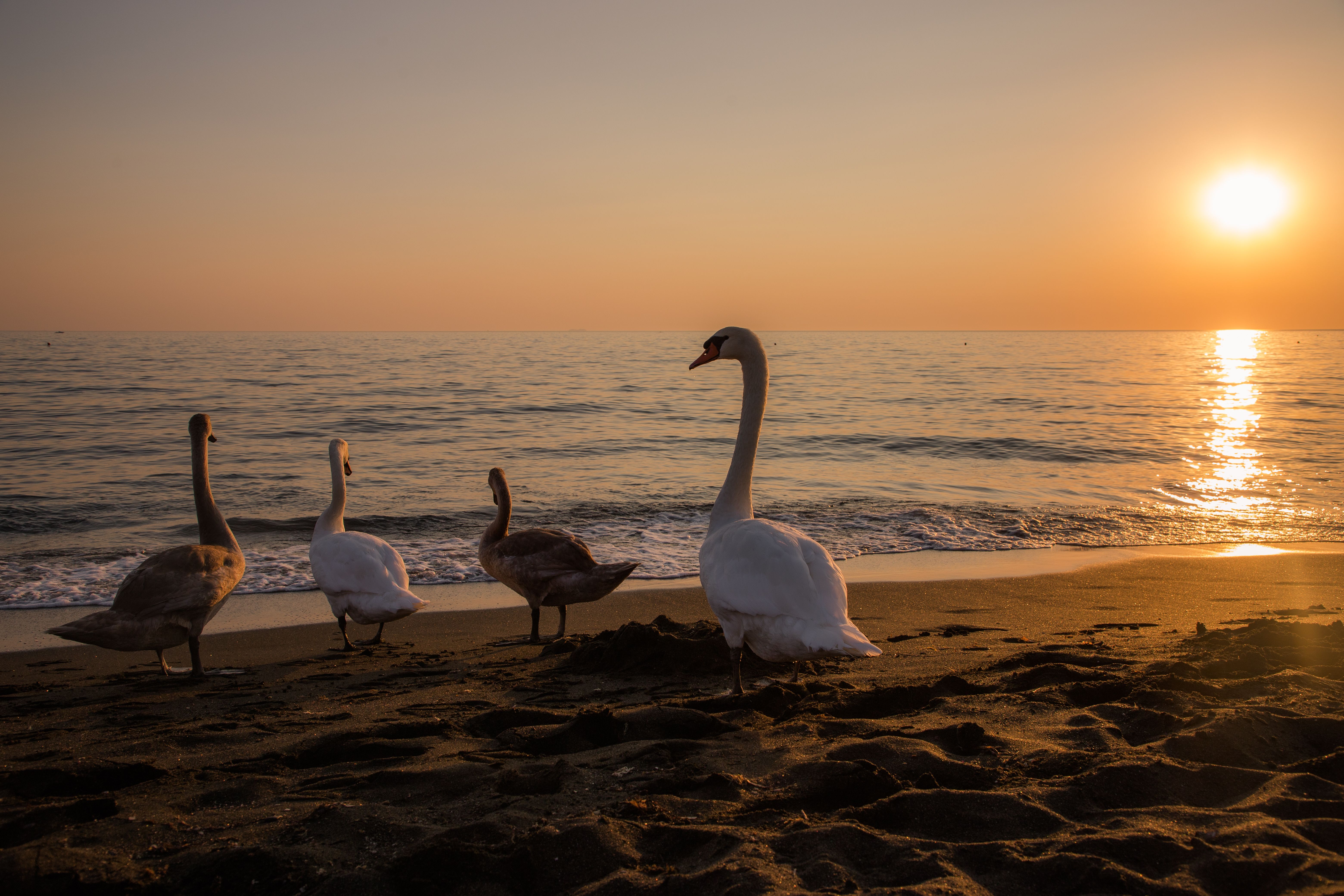 A group of beautiful swans on the beach (Jovan Vasiljević Photography ...