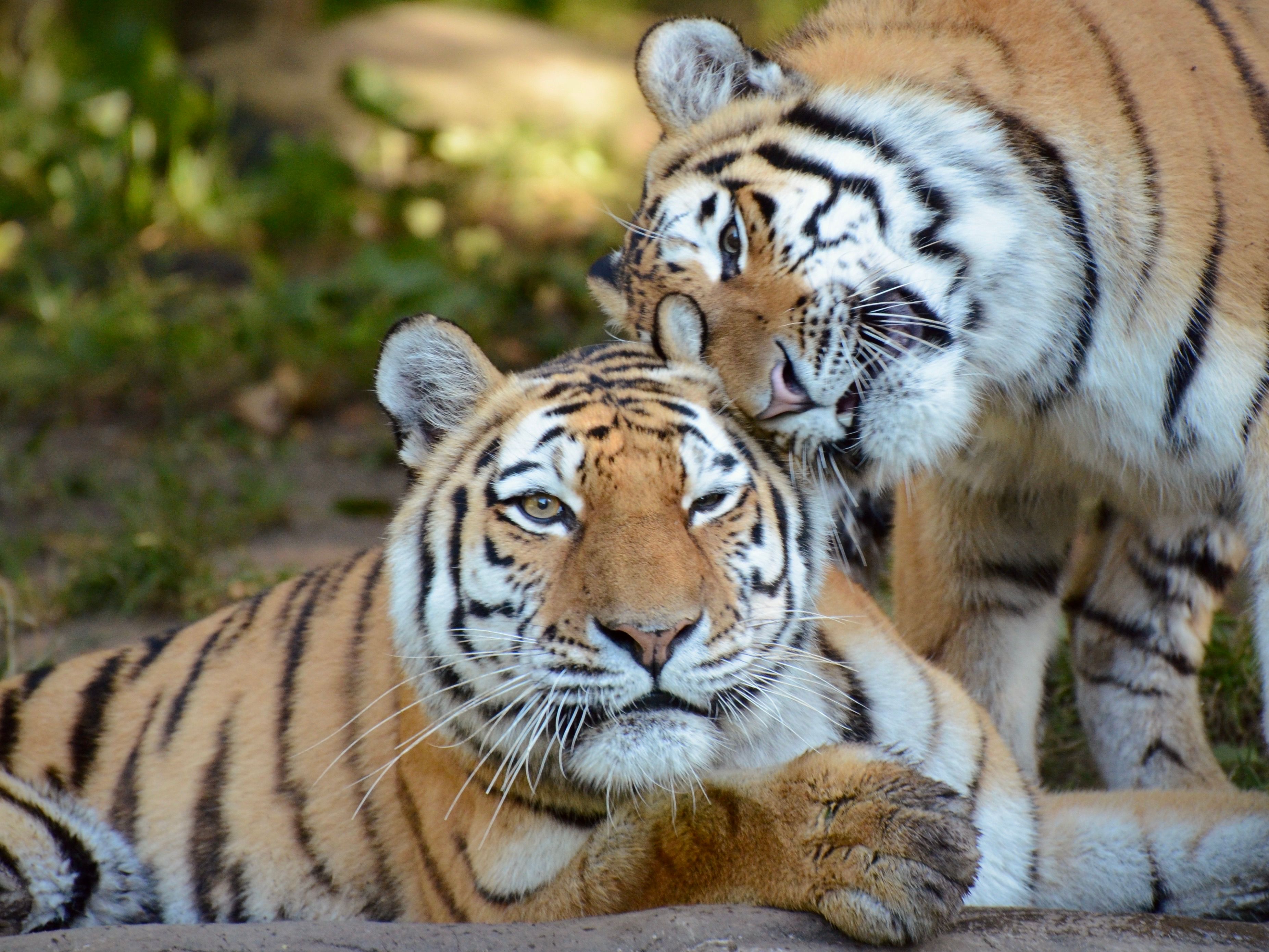 Tigers in Nature · Free Stock Photo