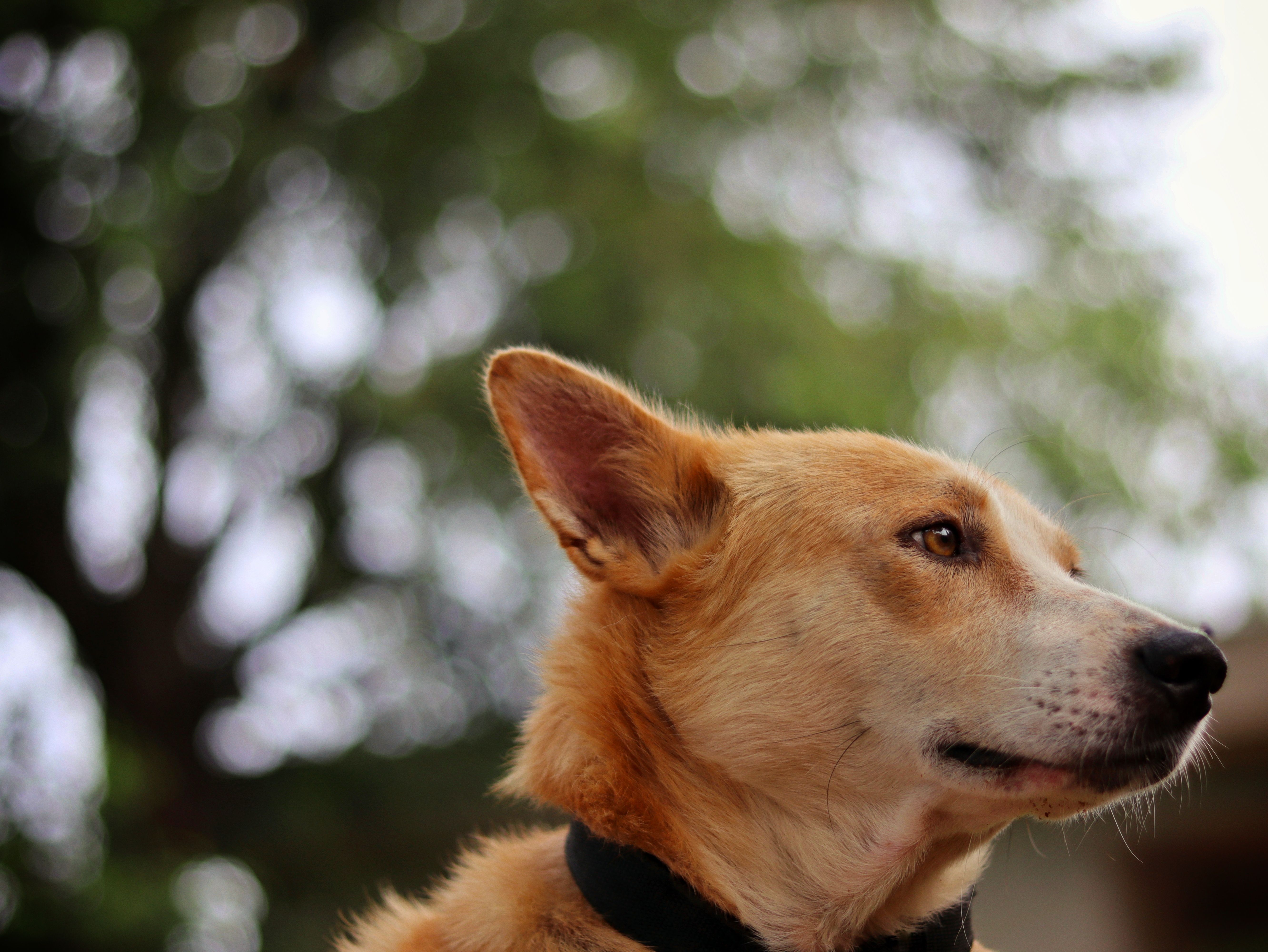 Closeup Photo of Short-coated Tan Dog · Free Stock Photo