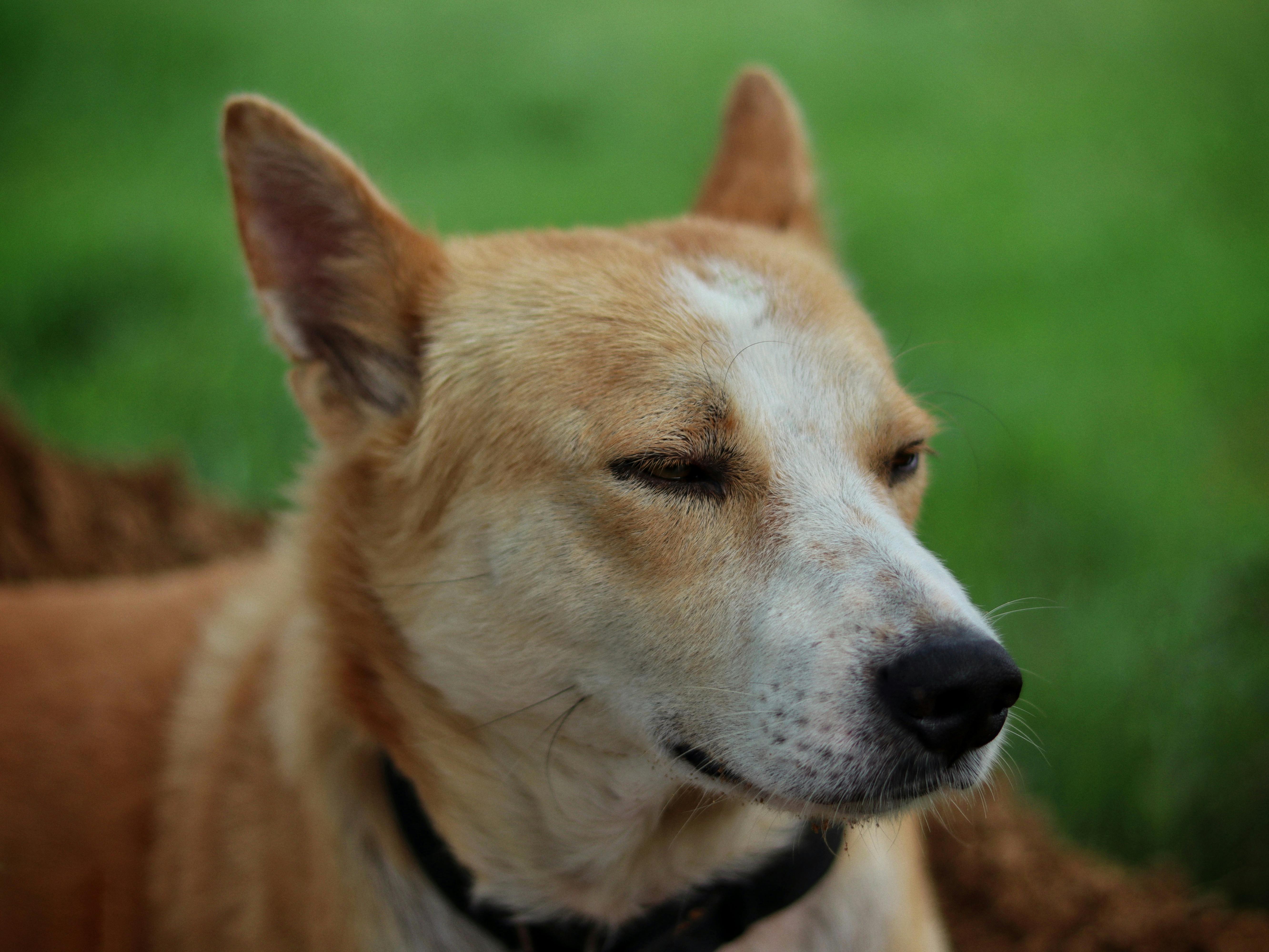 Dog with Squinting Eyes Lying on the Grass · Free Stock Photo