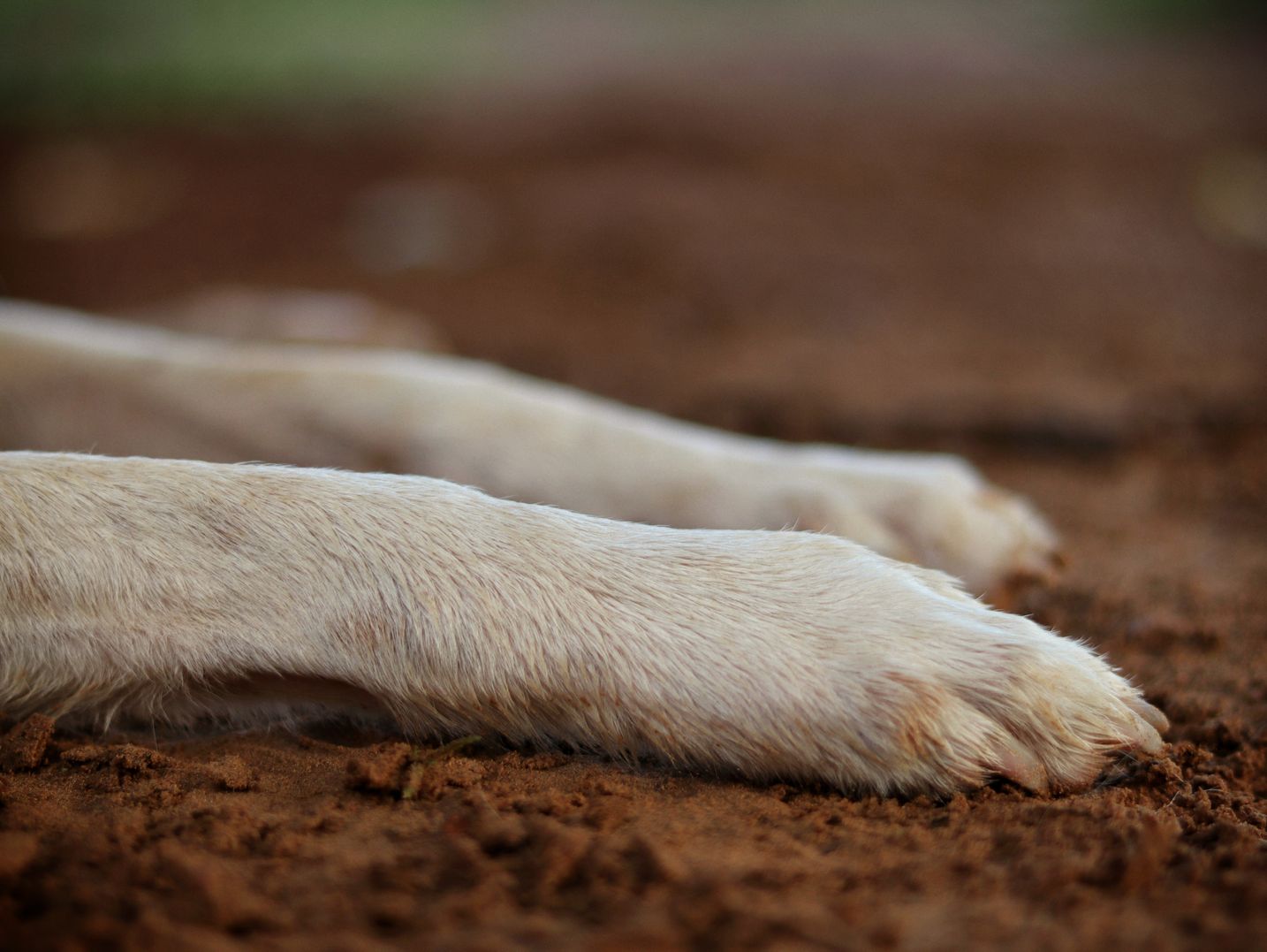 Rear Dew Claws on Dogs Breeds: A Complete Guide