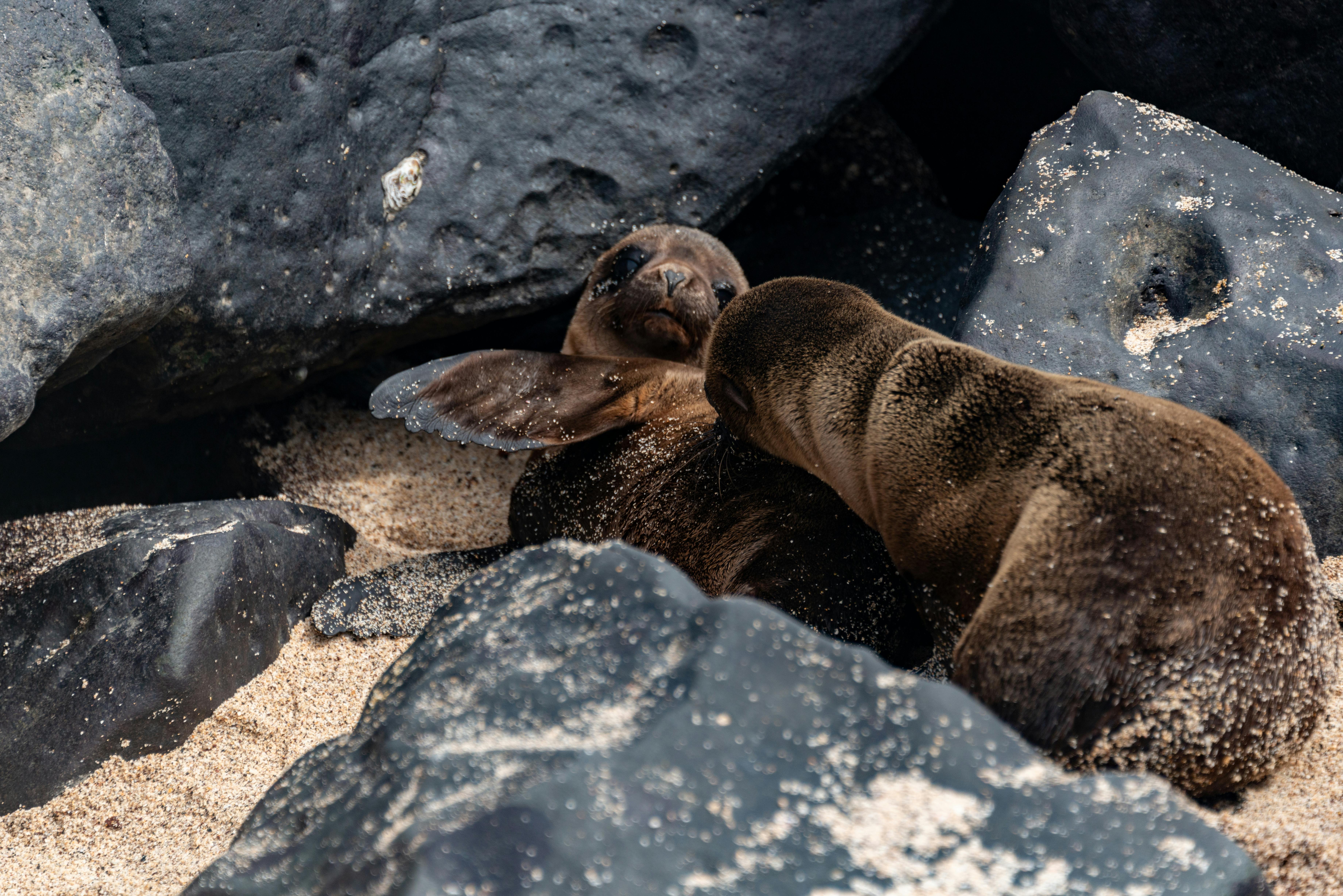Seals Pups in Nature · Free Stock Photo