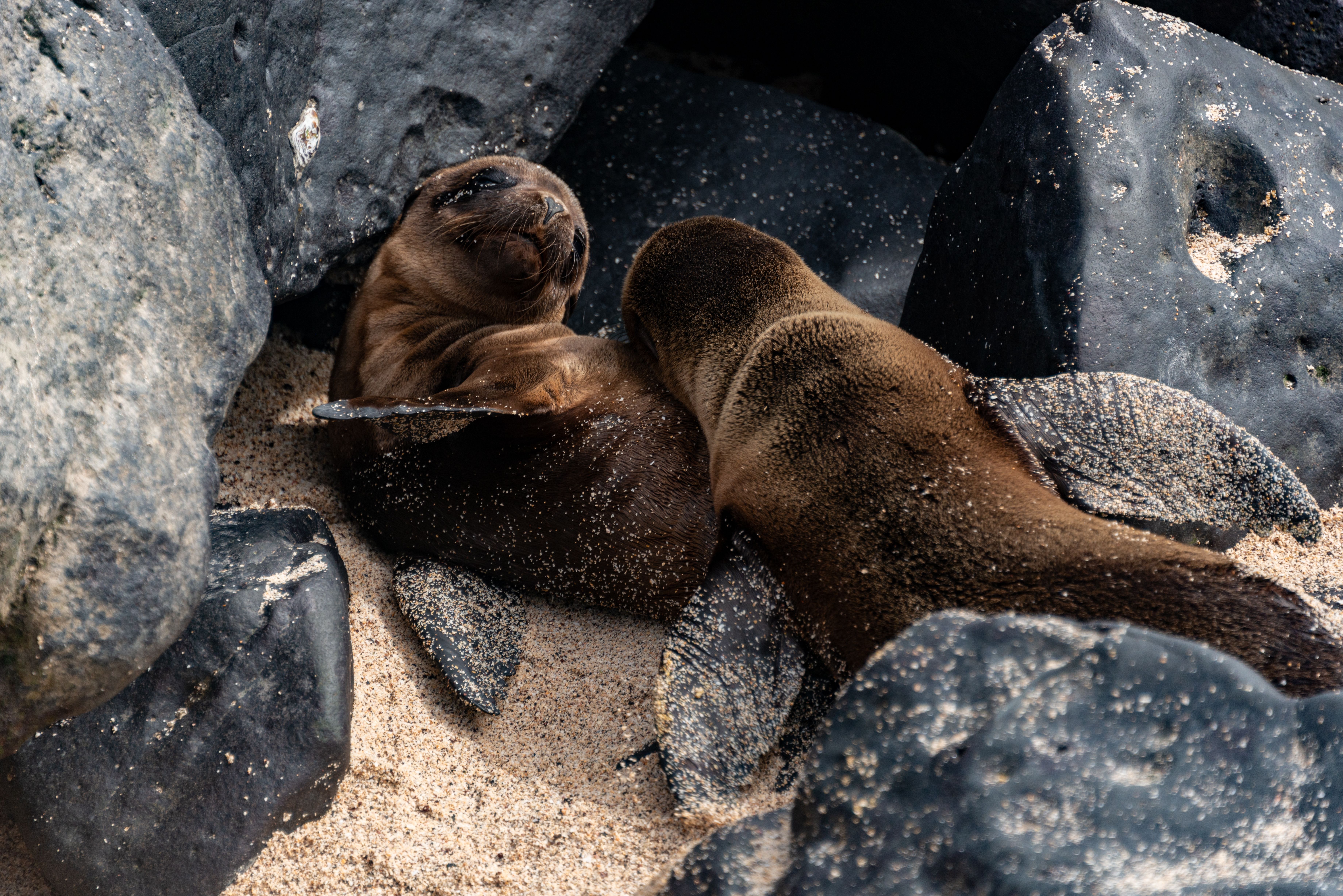 Close up of Seals Pups on Sand · Free Stock Photo