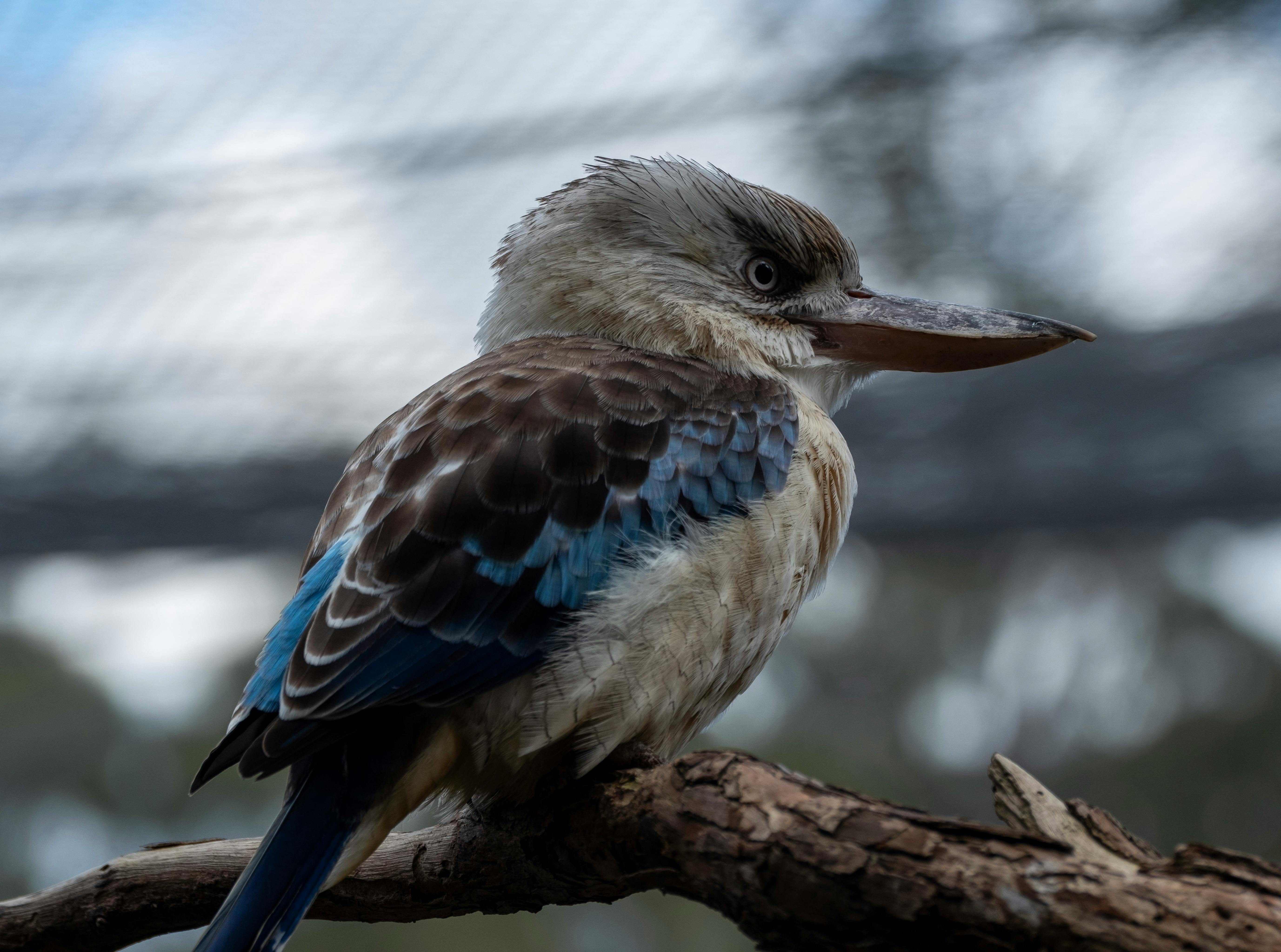 Australian Endemic Kookaburra Bird · Free Stock Photo