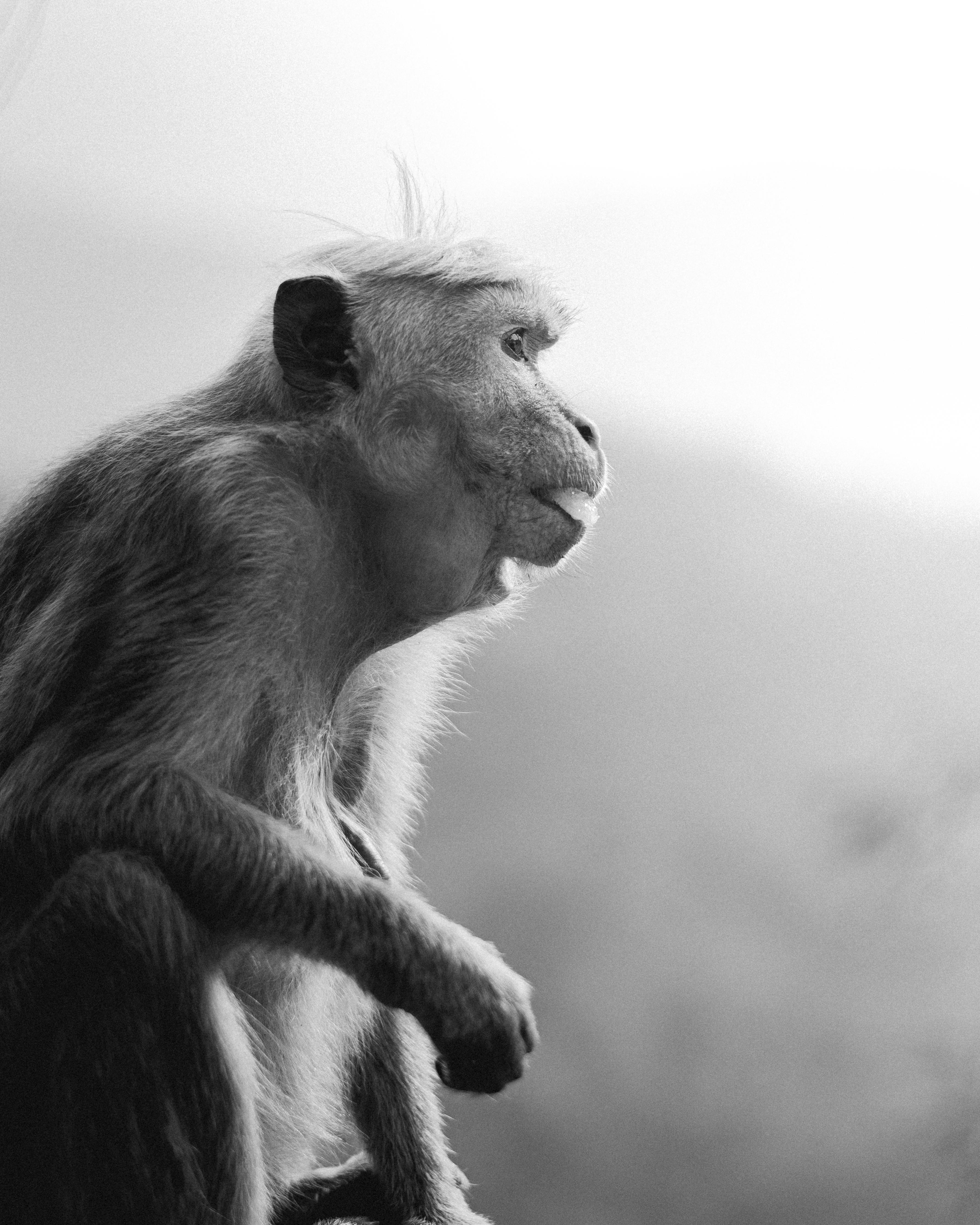 Monkey Face Texture Photos, Download The BEST Free Monkey Face Texture ...