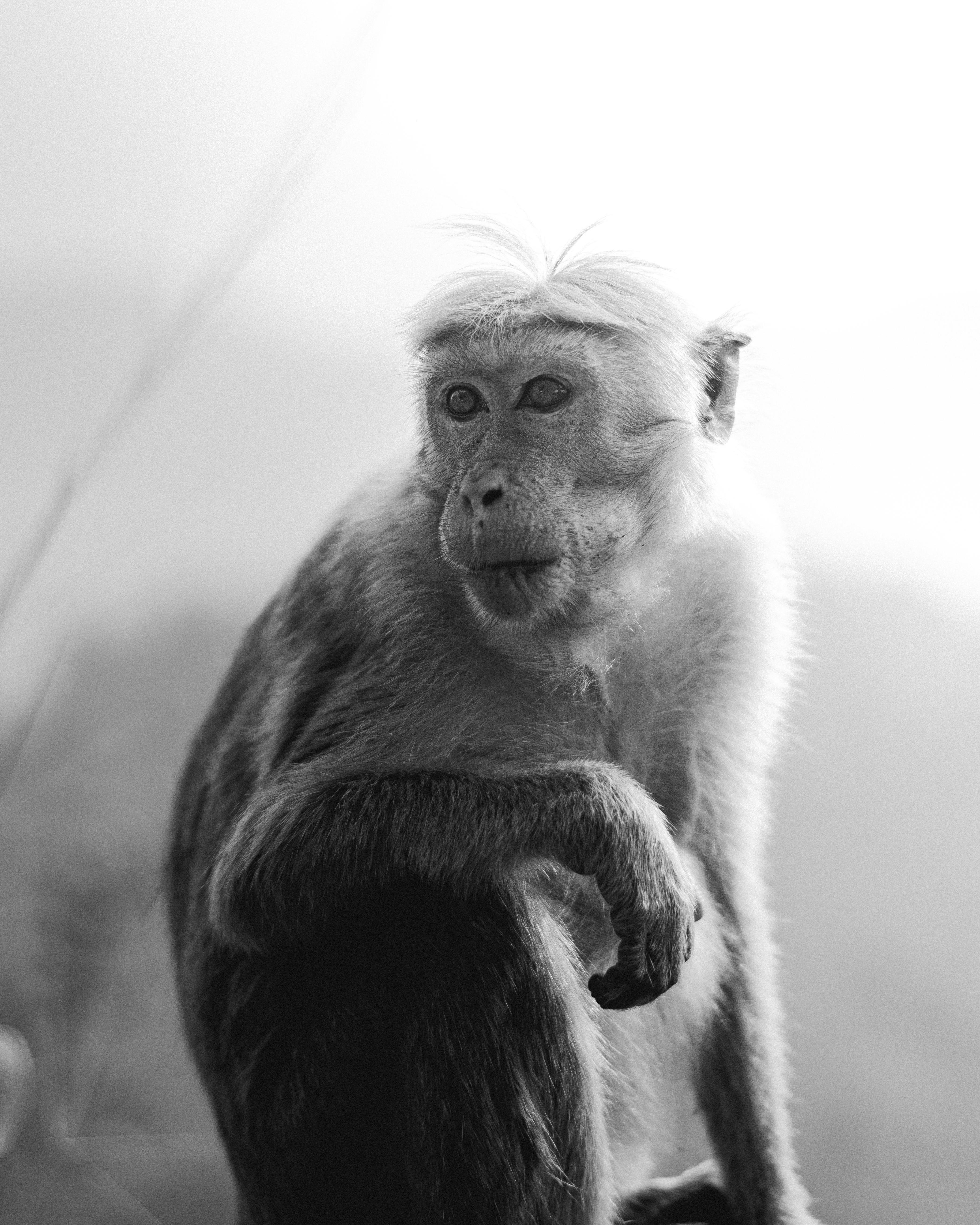 Monkey in Black and White · Free Stock Photo