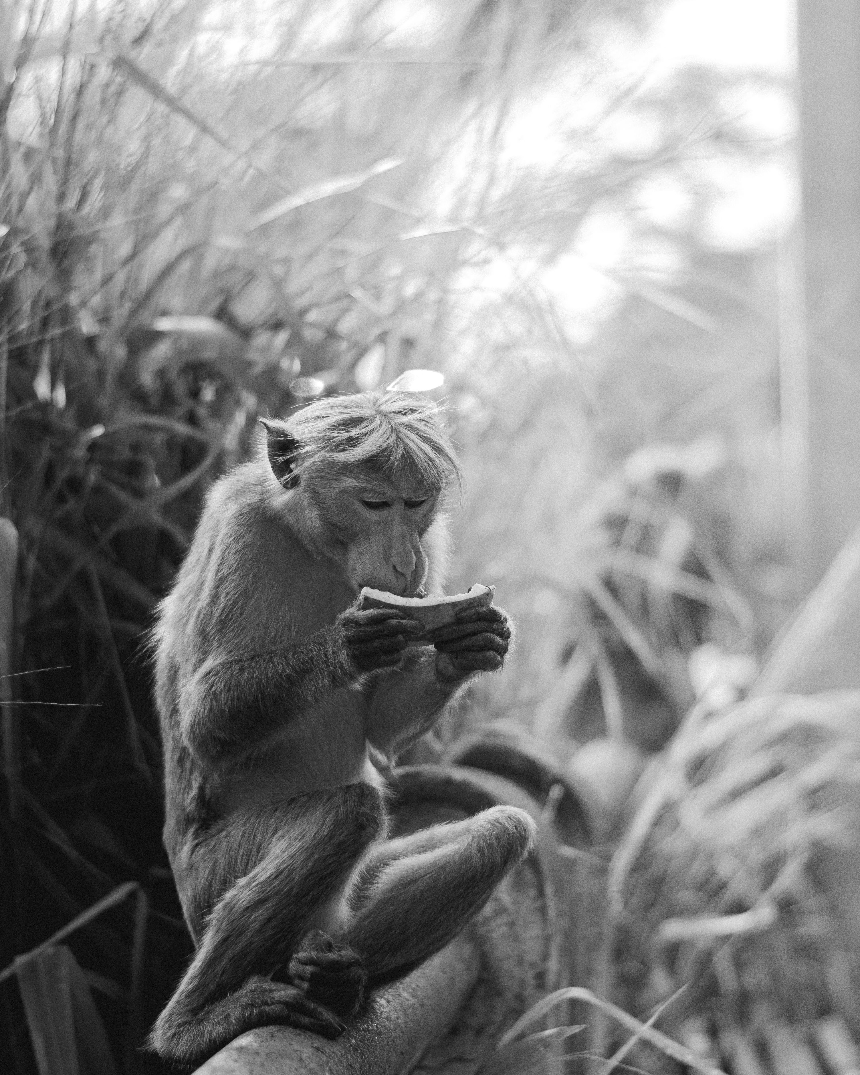 Sri Lankan Monkey Photos, Download The BEST Free Sri Lankan Monkey ...