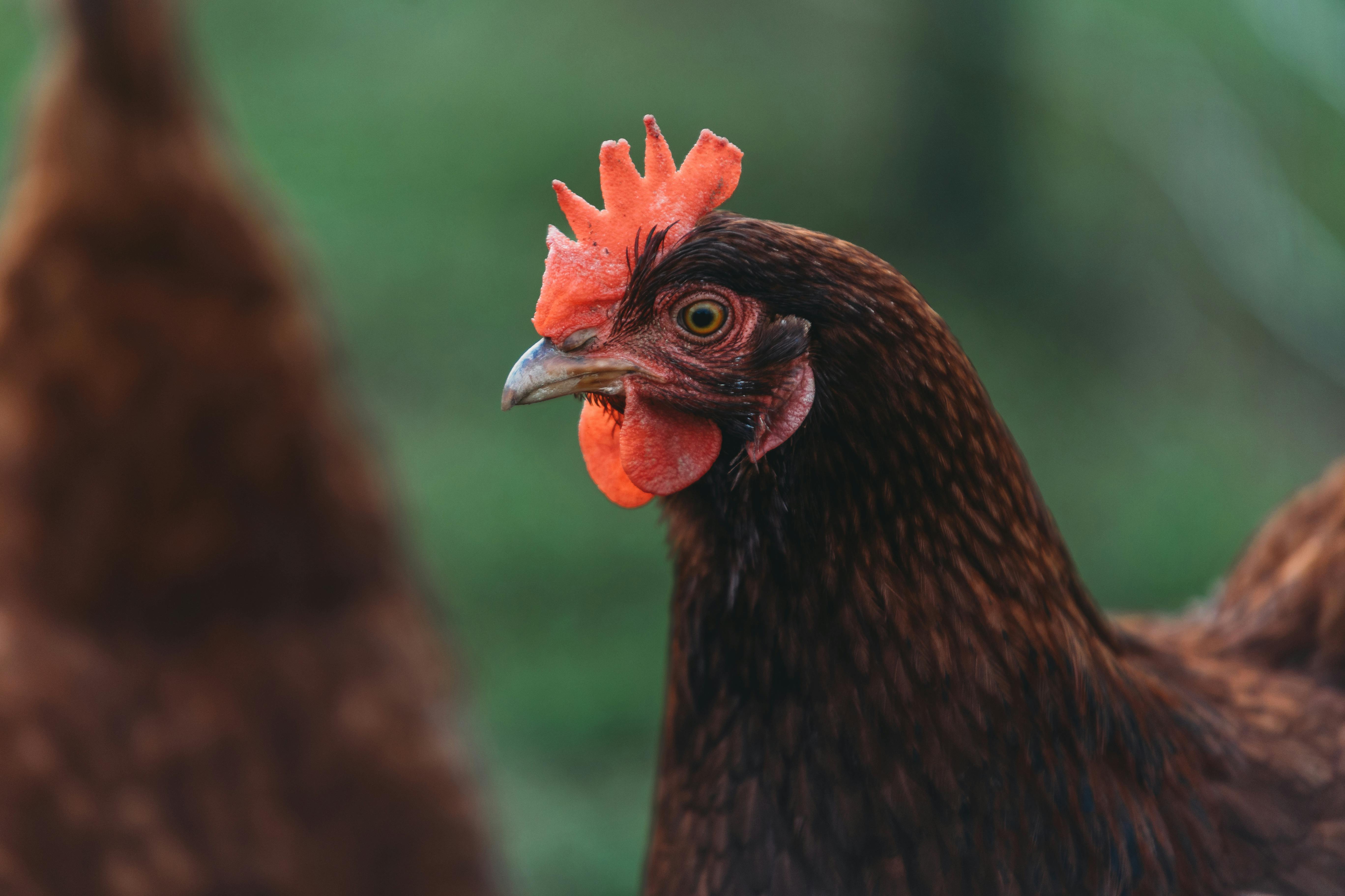 Portrait of Hen · Free Stock Photo