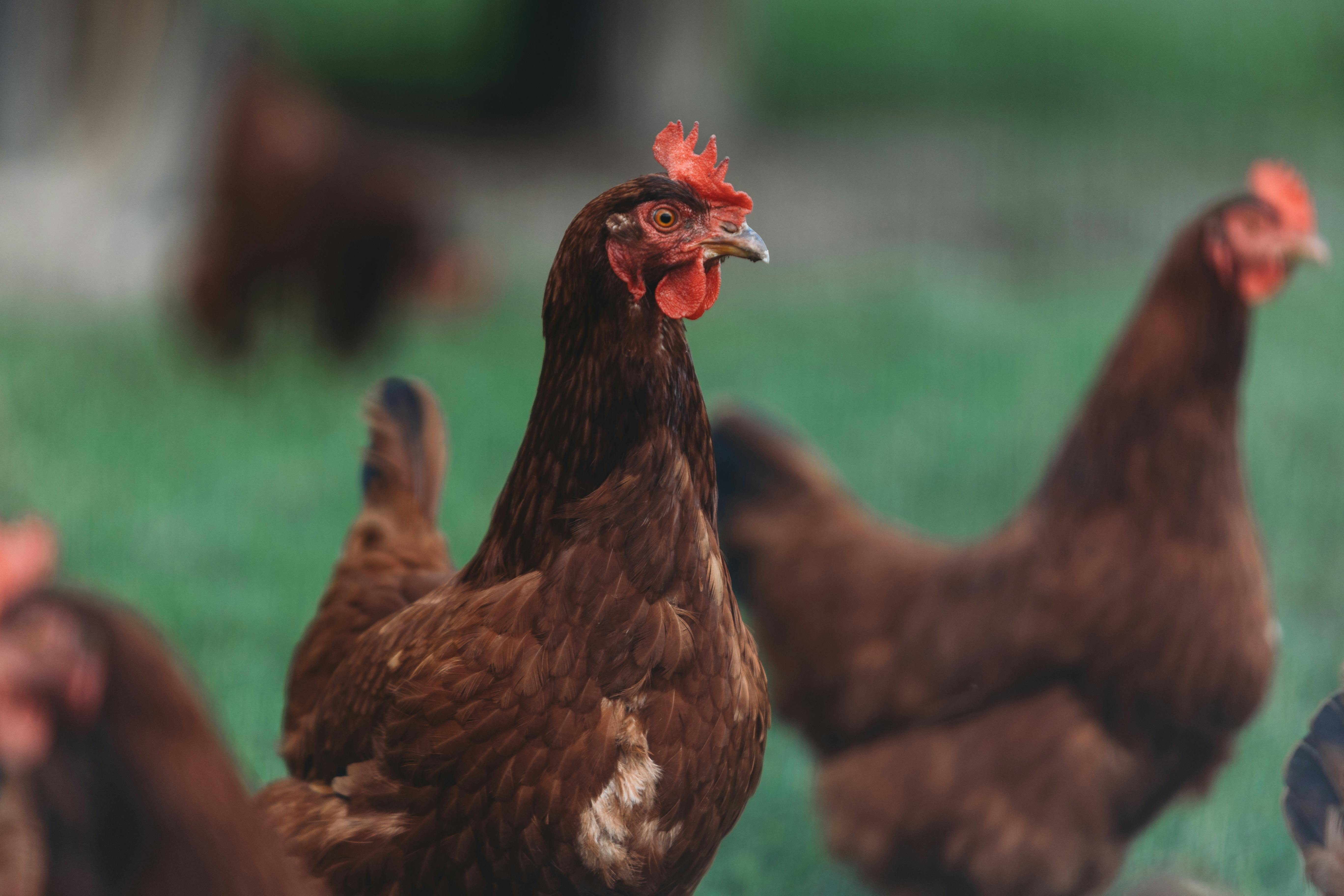 Selective Focus of Hens · Free Stock Photo
