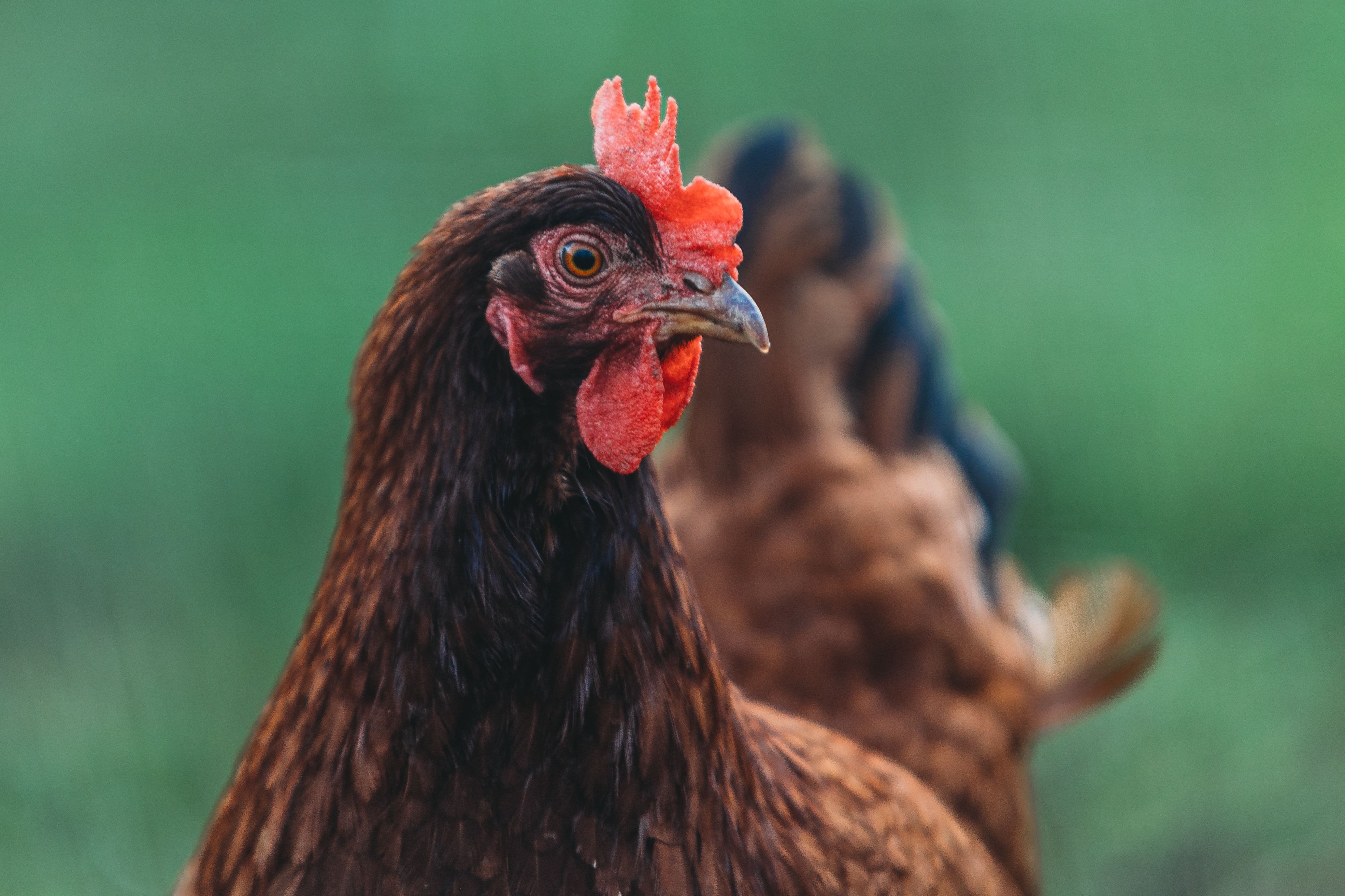 Head of Hen · Free Stock Photo