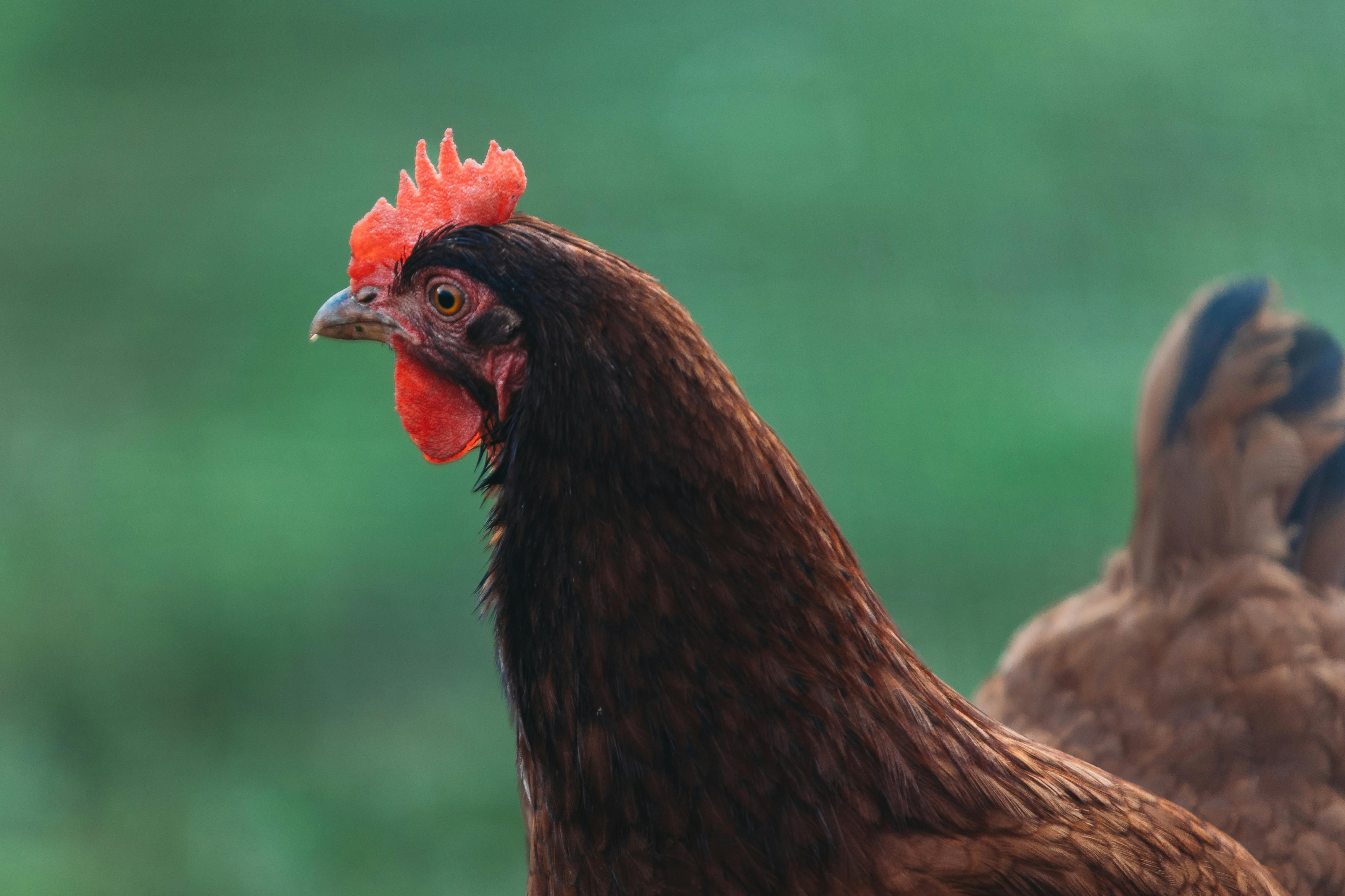 Portrait of Hen · Free Stock Photo